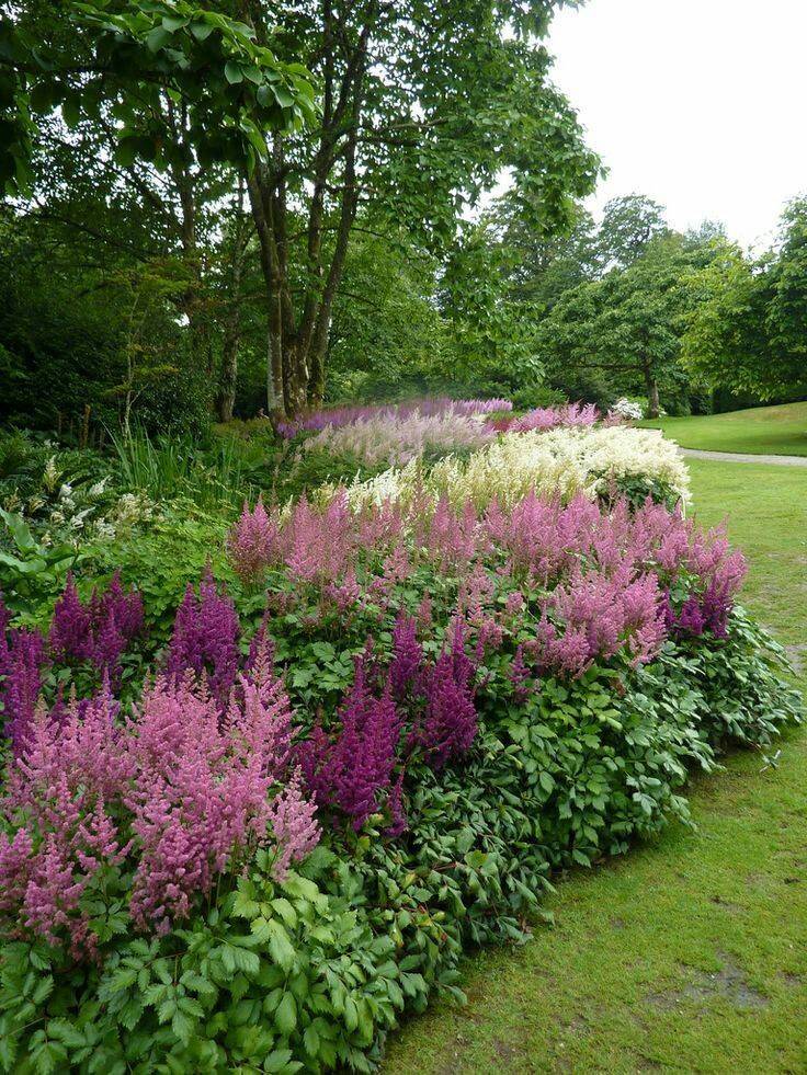 24 Astilbe and Hosta Garden Ideas You Should Check | SharonSable