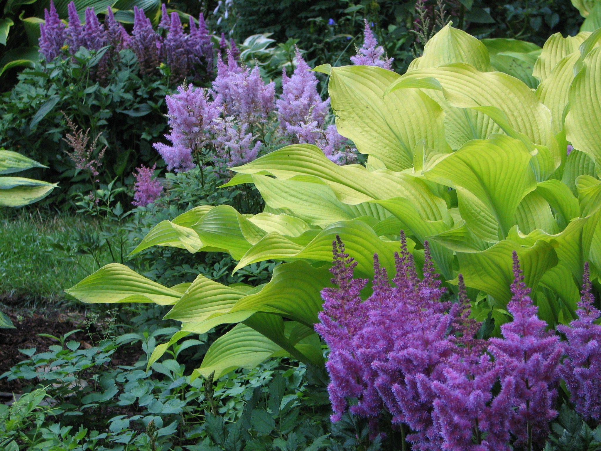 24 Astilbe and Hosta Garden Ideas You Should Check | SharonSable