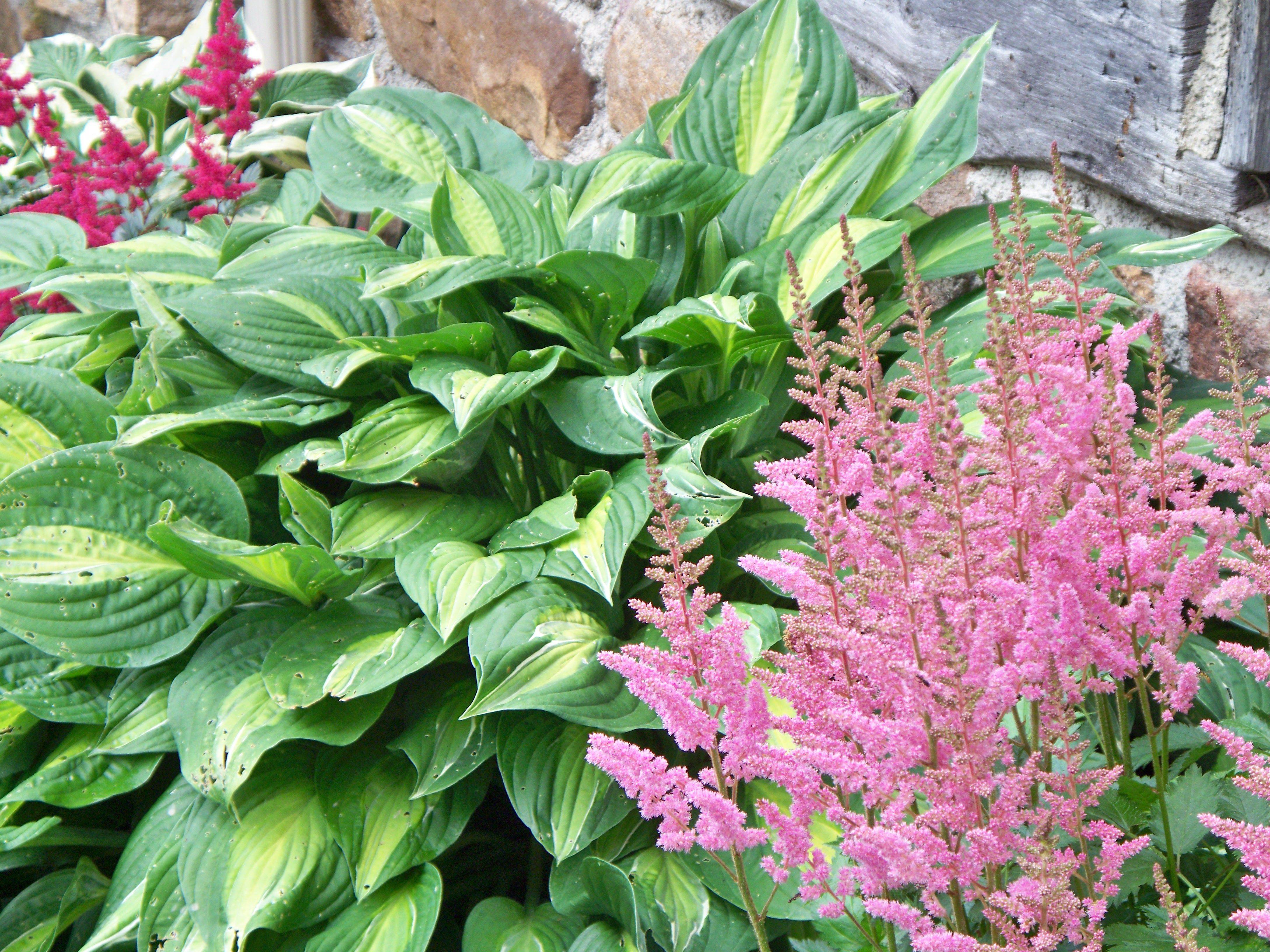 24 Astilbe and Hosta Garden Ideas You Should Check | SharonSable