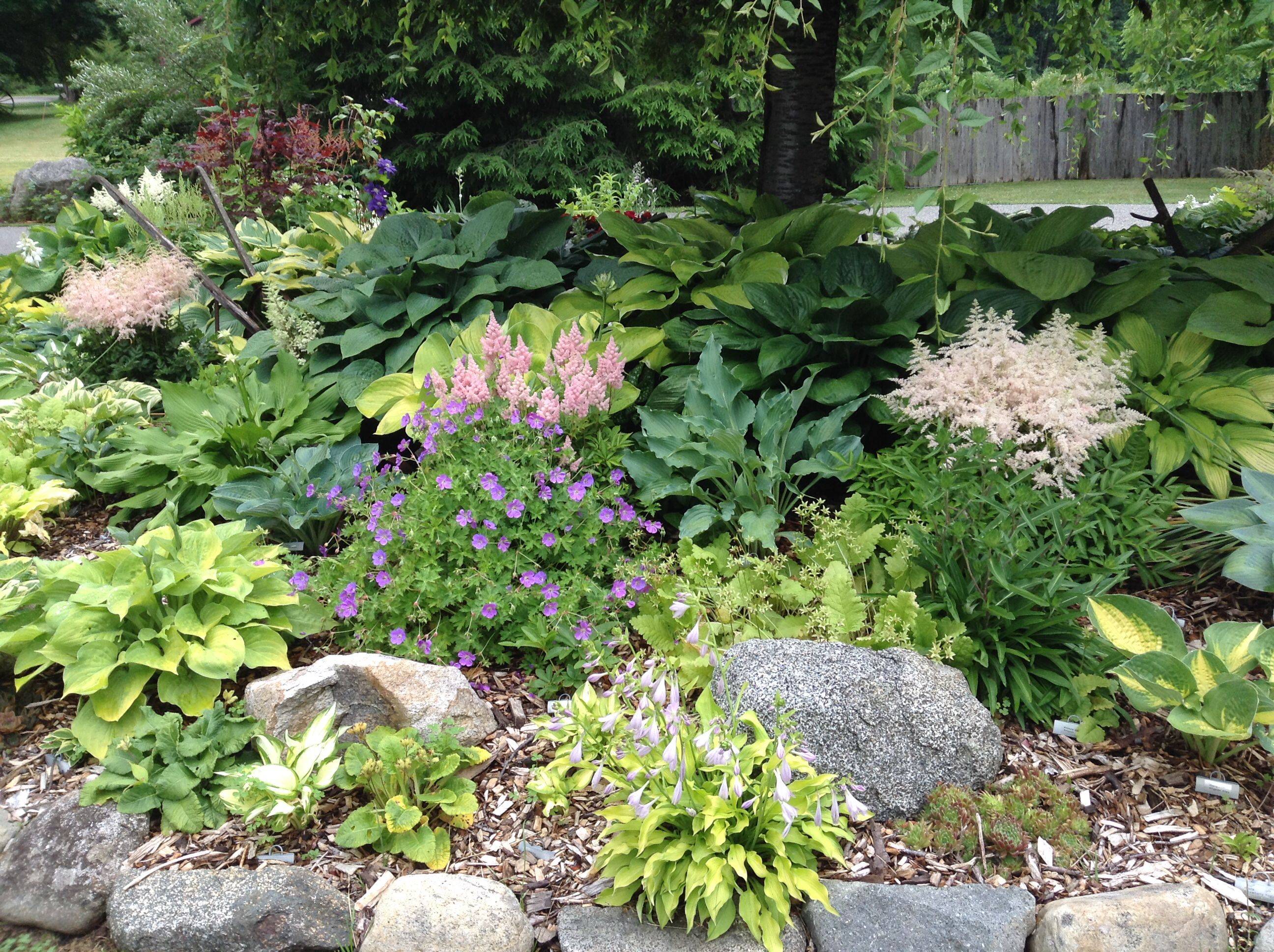 24 Astilbe and Hosta Garden Ideas You Should Check | SharonSable