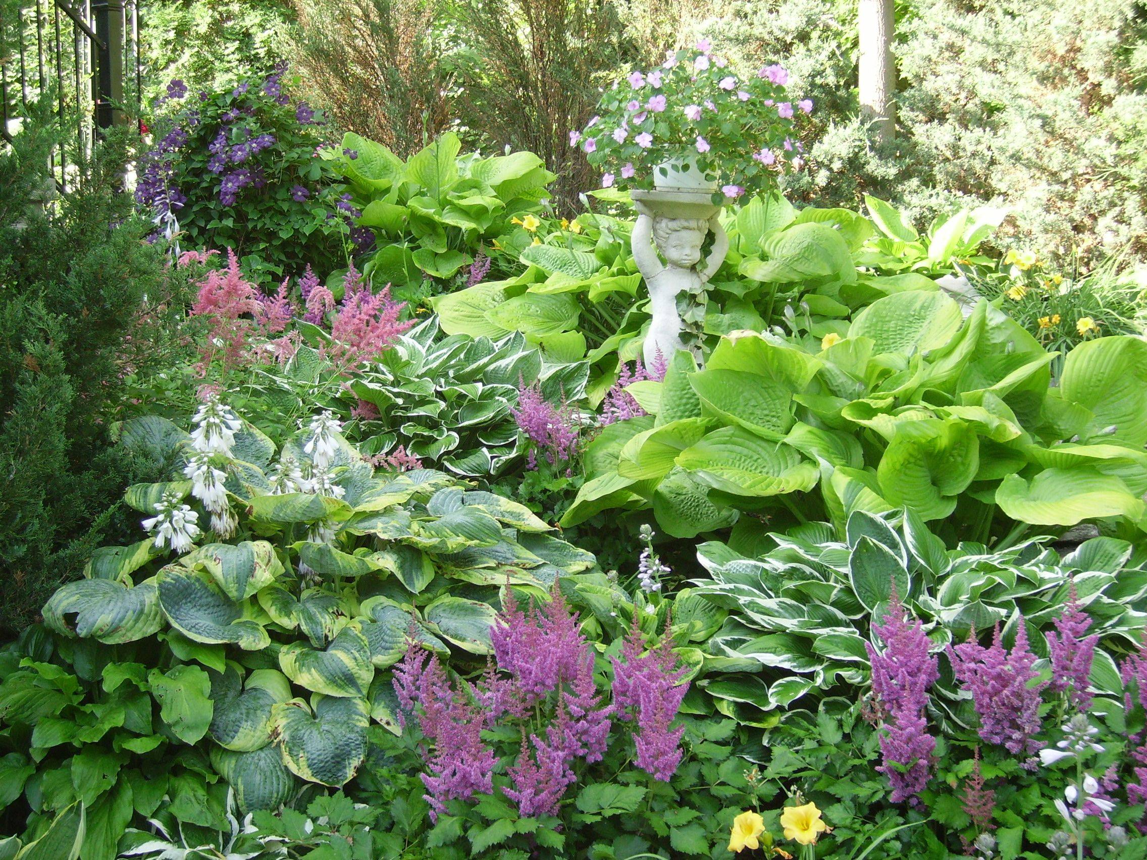 24 Astilbe and Hosta Garden Ideas You Should Check | SharonSable