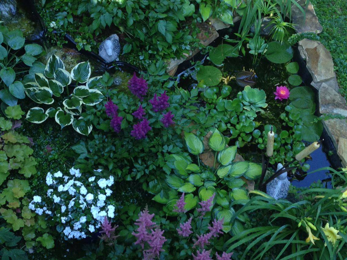 24 Astilbe and Hosta Garden Ideas You Should Check | SharonSable