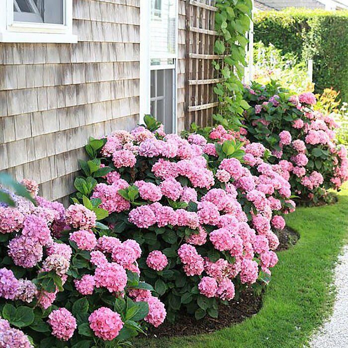 23 Hydrangea Border Garden Ideas Worth a Look | SharonSable