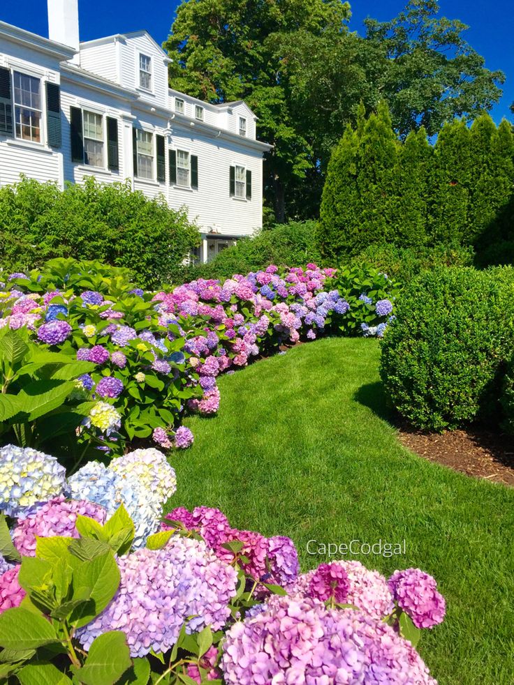 23 Hydrangea Border Garden Ideas Worth a Look | SharonSable