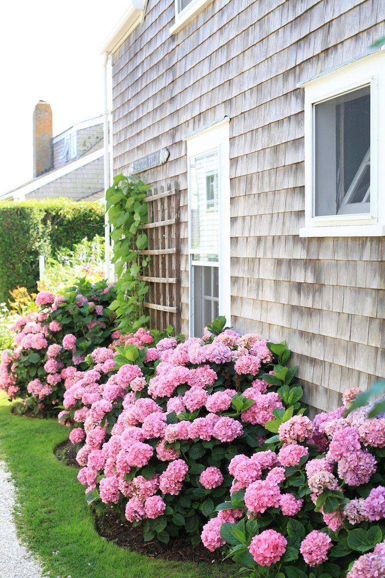 24 Homes with Hydrangeas in the Garden Ideas You Cannot Miss | SharonSable