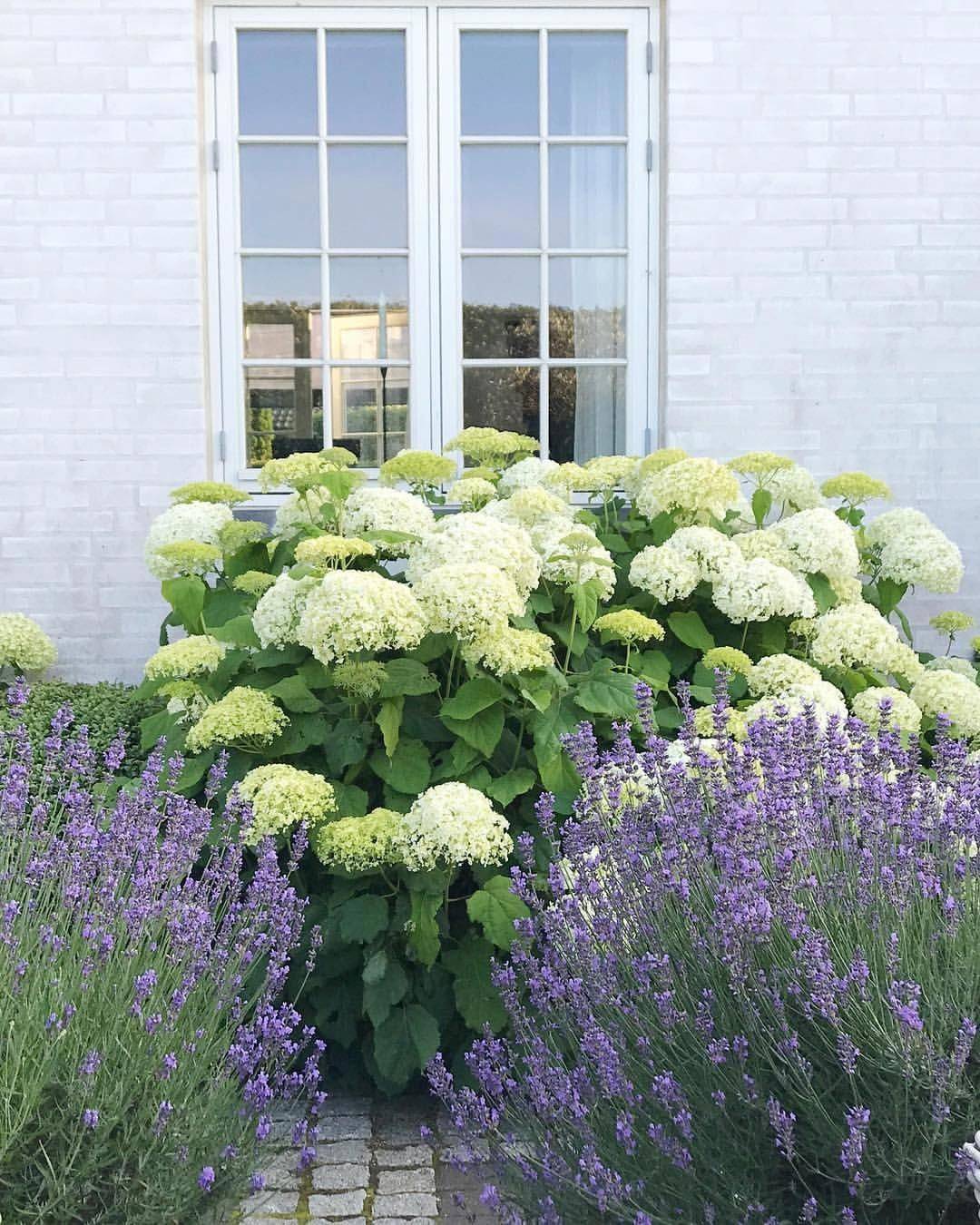 24 Homes with Hydrangeas in the Garden Ideas You Cannot Miss | SharonSable