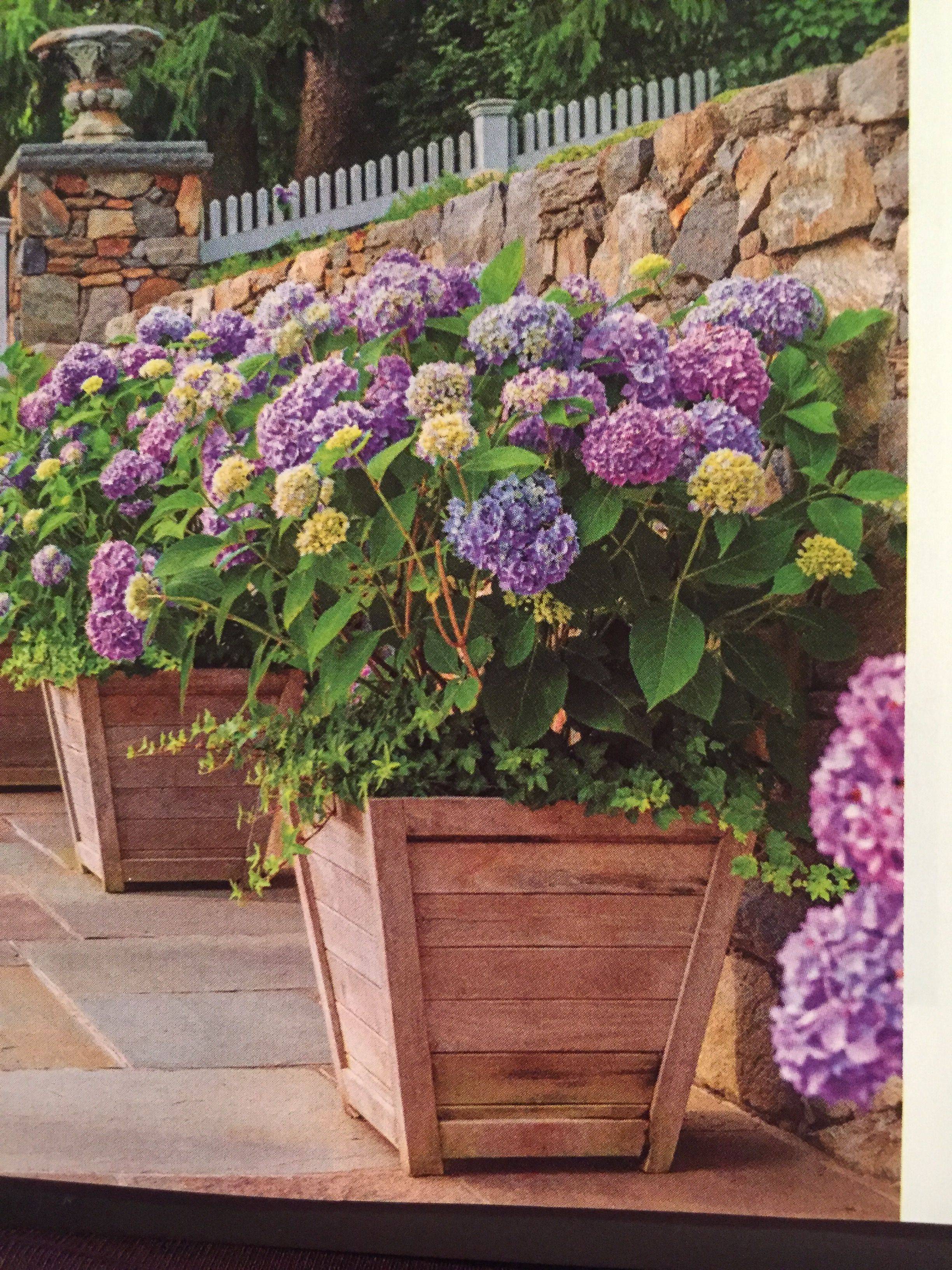 24 Homes with Hydrangeas in the Garden Ideas You Cannot Miss | SharonSable