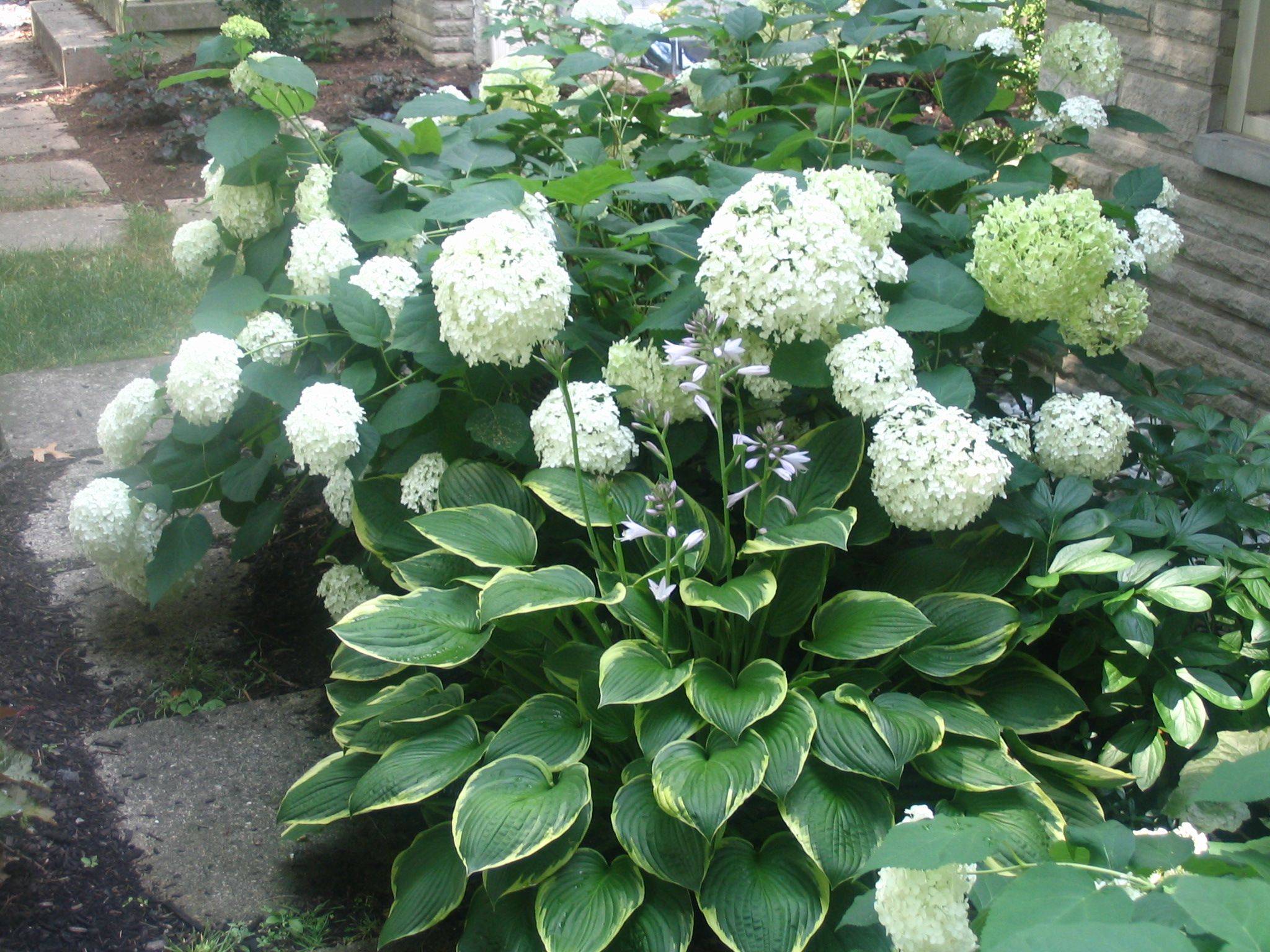 24 Hydrangeas and Hostas Garden Design Ideas You Must Look | SharonSable