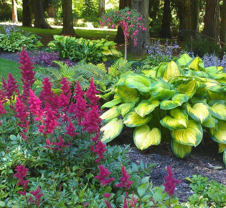 19 Astilbe Hosta Garden Ideas To Try This Year | SharonSable