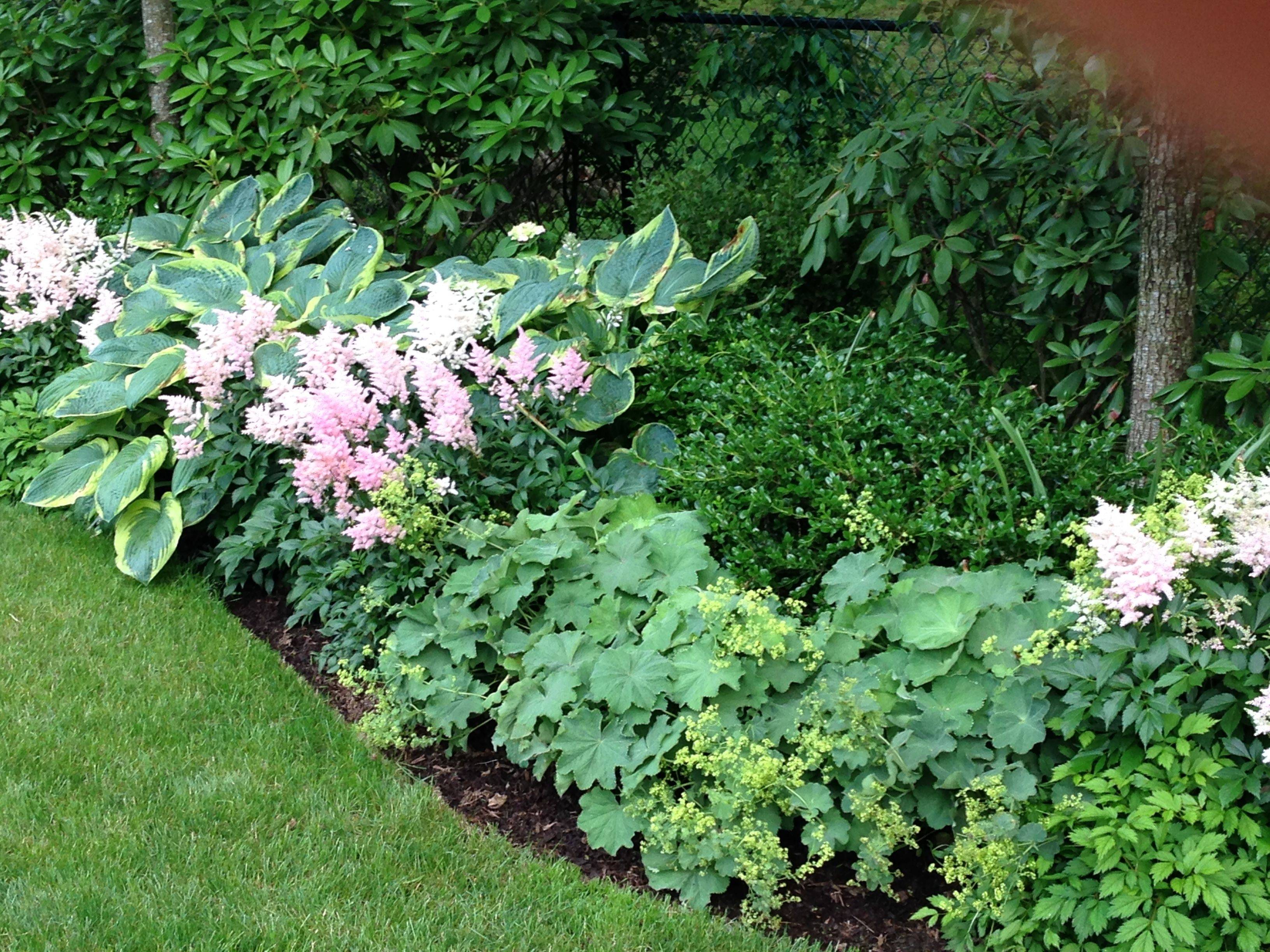 19 Astilbe Hosta Garden Ideas To Try This Year | SharonSable