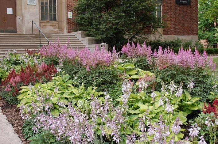 19 Astilbe Hosta Garden Ideas To Try This Year | SharonSable