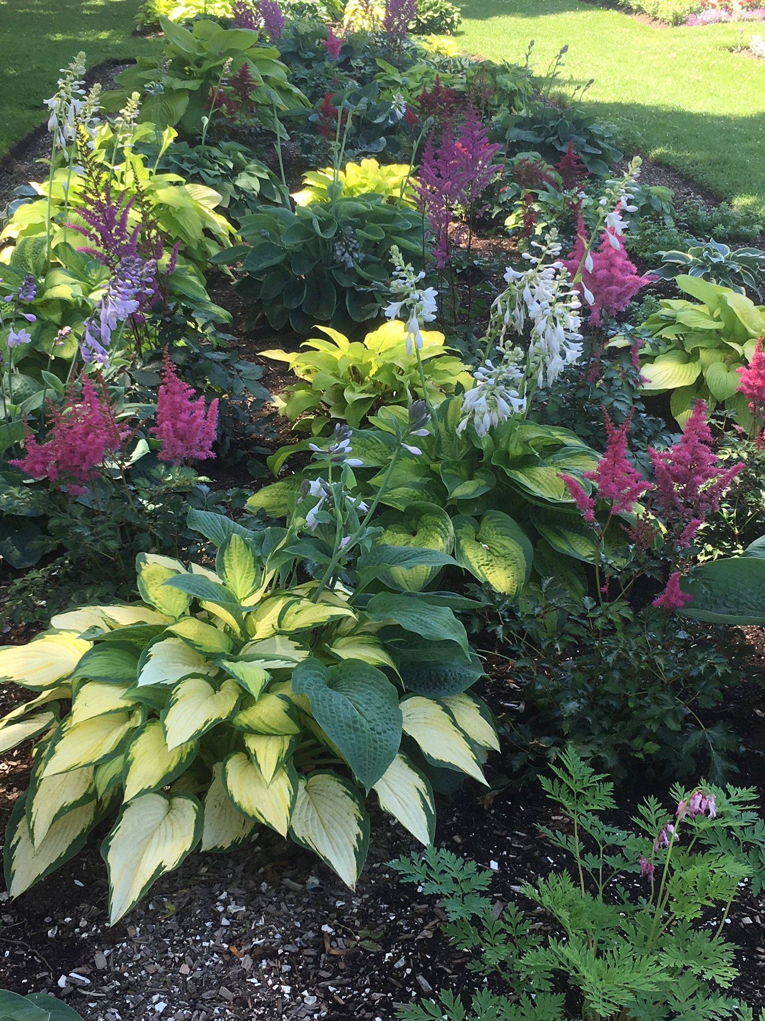 19 Astilbe Hosta Garden Ideas To Try This Year | SharonSable