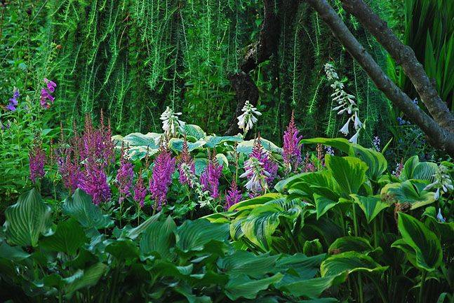 19 Astilbe Hosta Garden Ideas To Try This Year | SharonSable