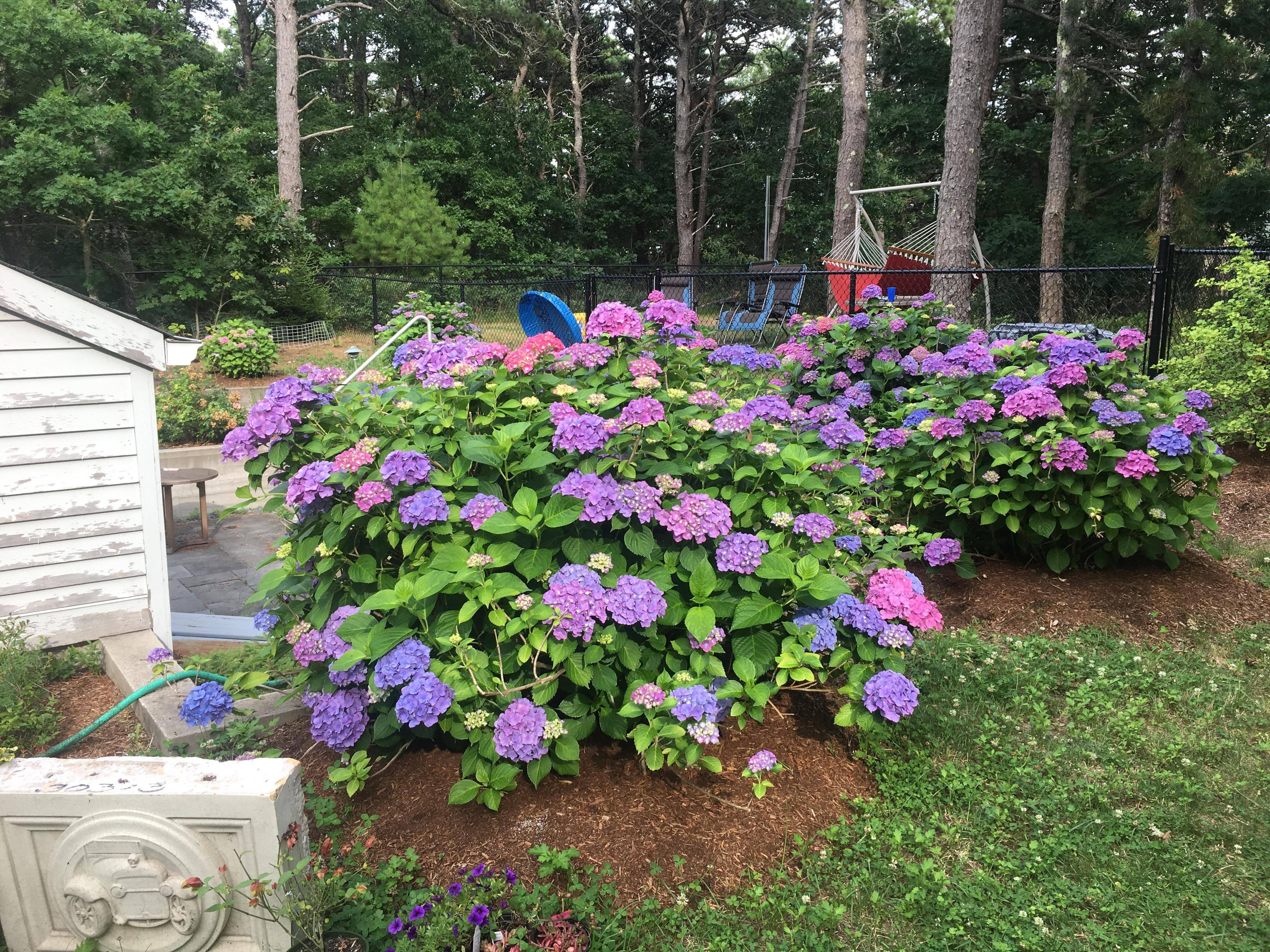 26 Hydrangea English Garden Ideas You Gonna Love | SharonSable