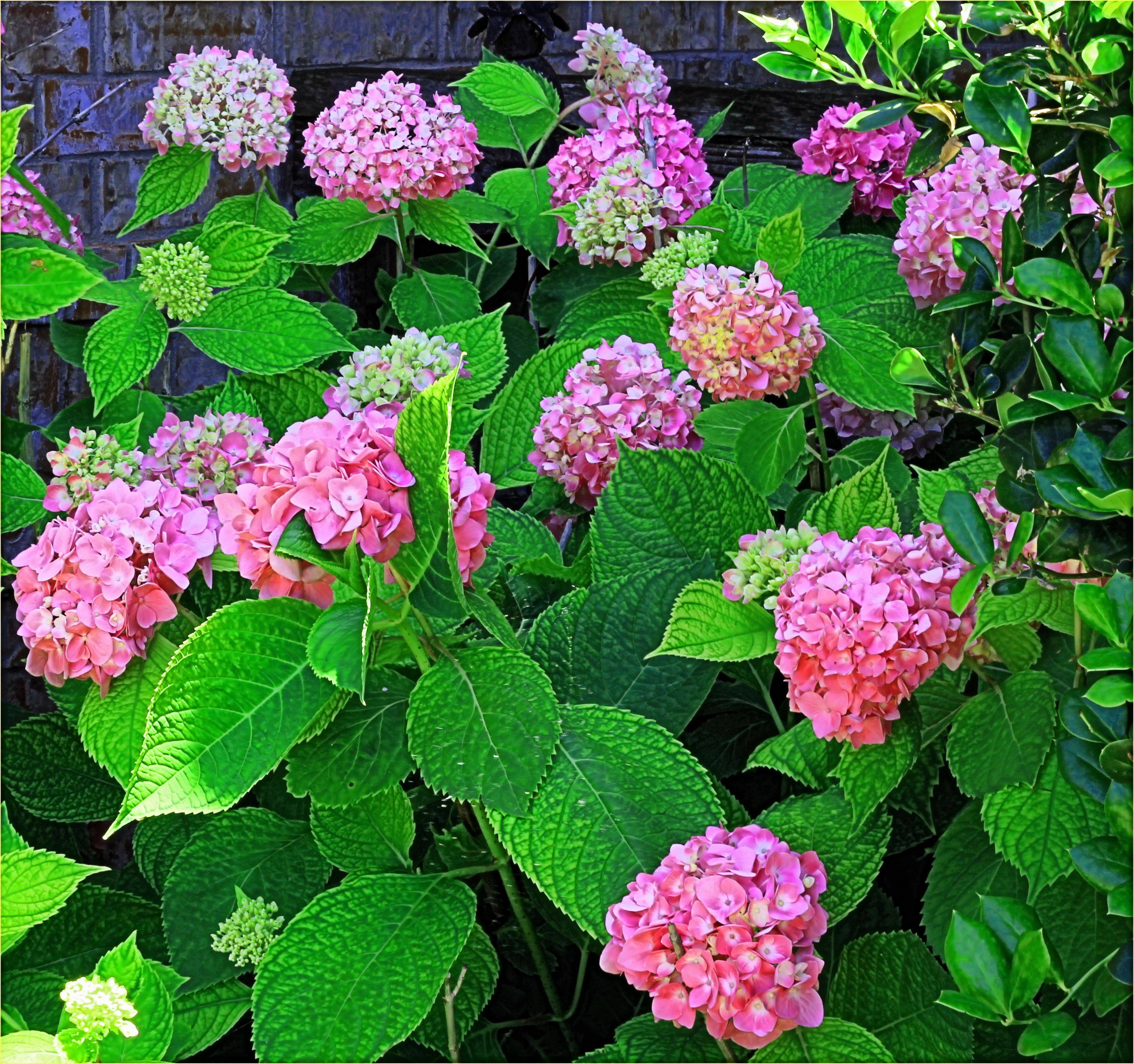 26 Hydrangea English Garden Ideas You Gonna Love | SharonSable