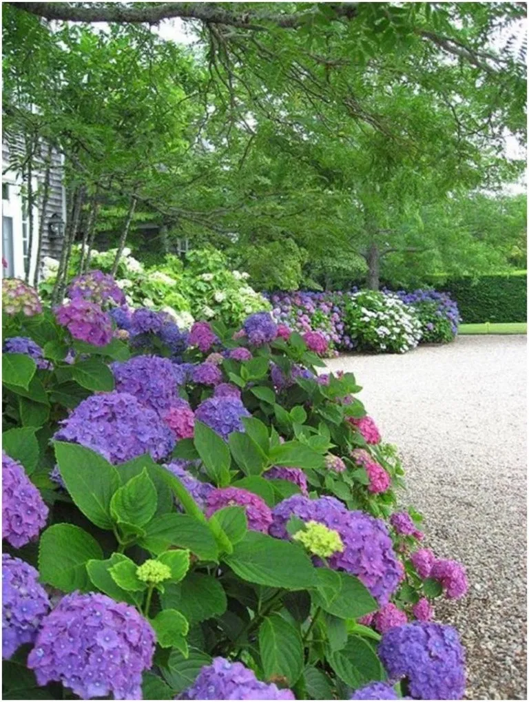 18 Hydrangea Garden Path Ideas You Must Look | SharonSable