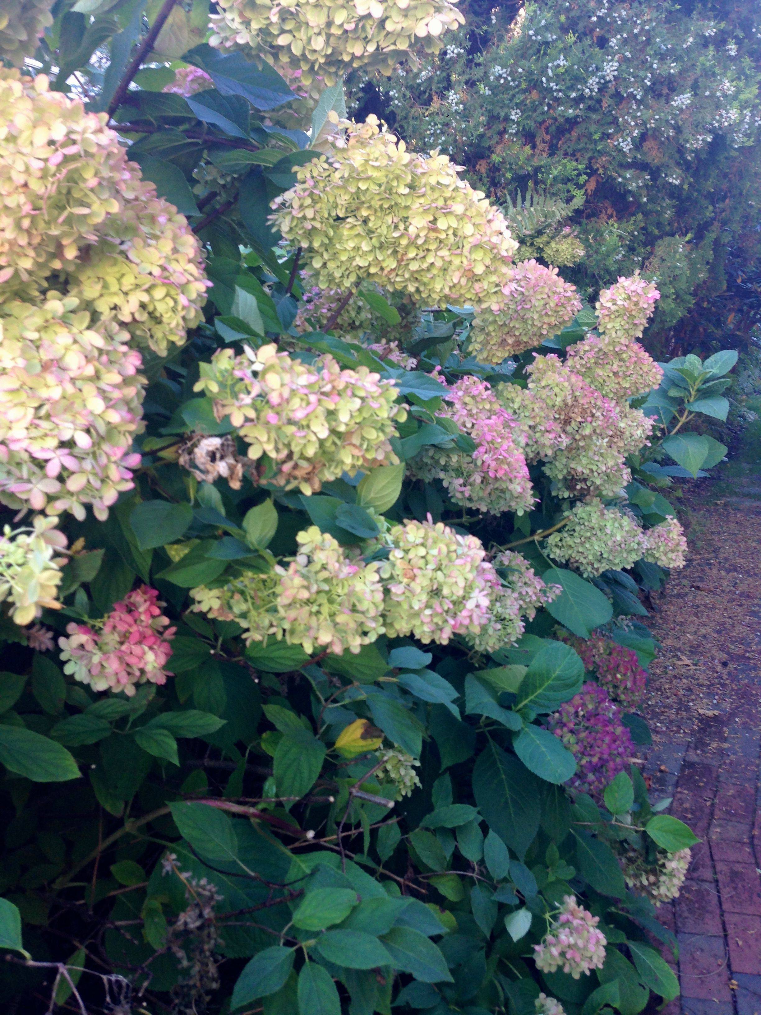 18 Hydrangea Garden Path Ideas You Must Look | SharonSable