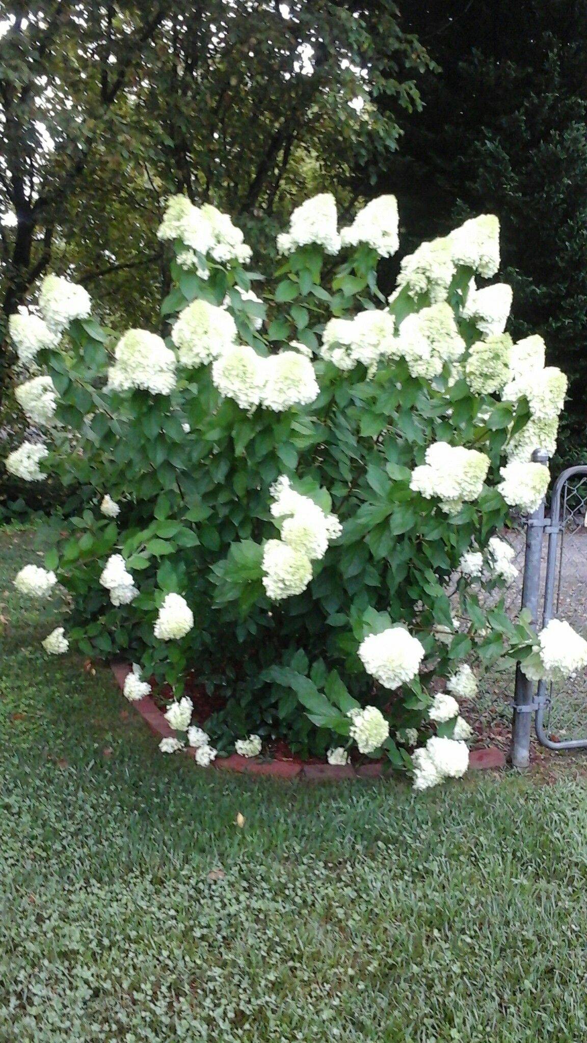 23 Limelight Hydrangea Garden Design Ideas You Gonna Love | SharonSable