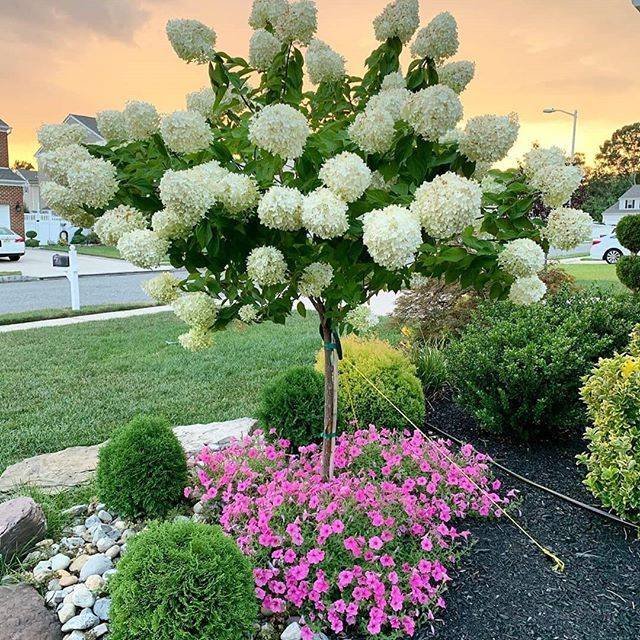 23 Limelight Hydrangea Garden Design Ideas You Gonna Love | SharonSable