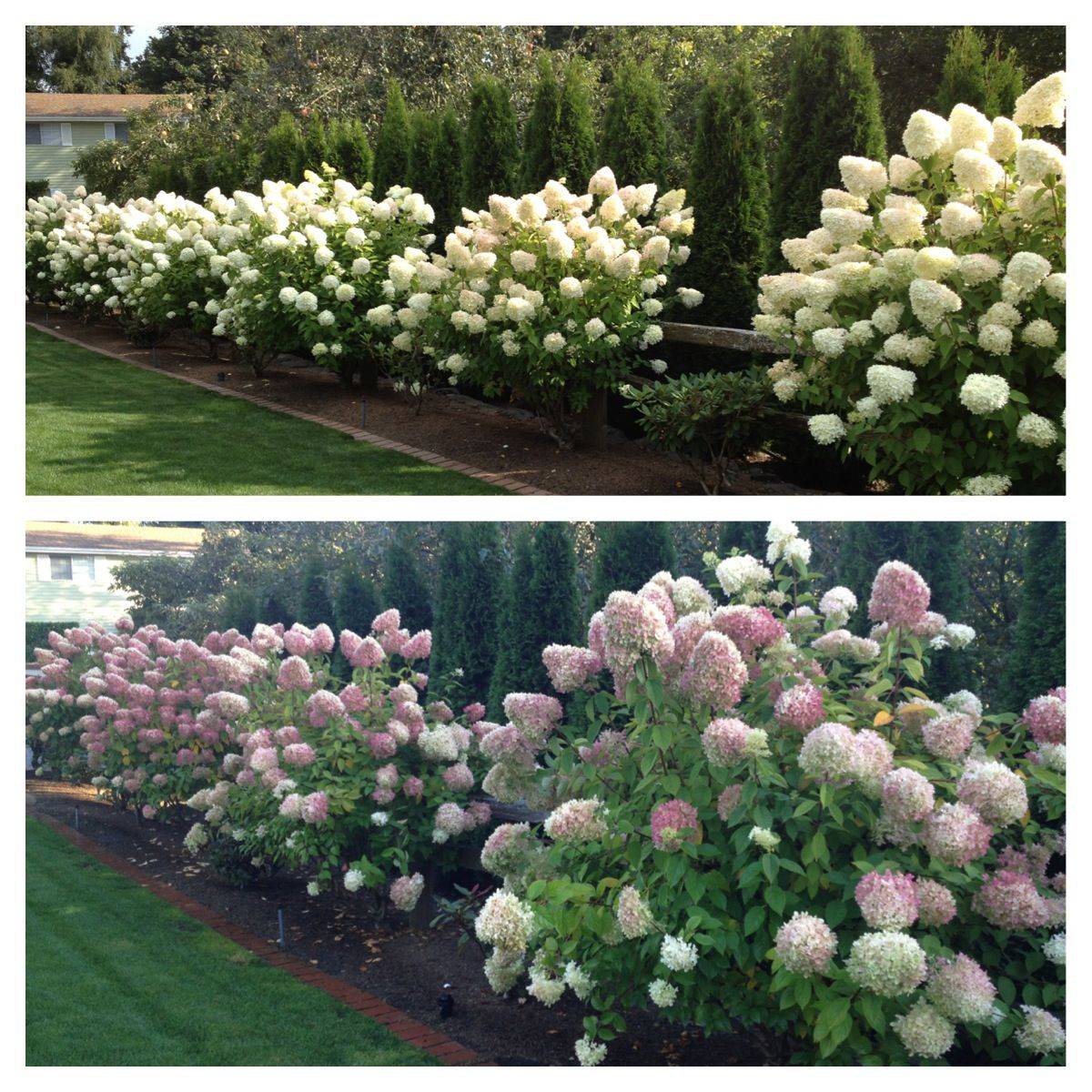 23 Limelight Hydrangea Garden Design Ideas You Gonna Love | SharonSable