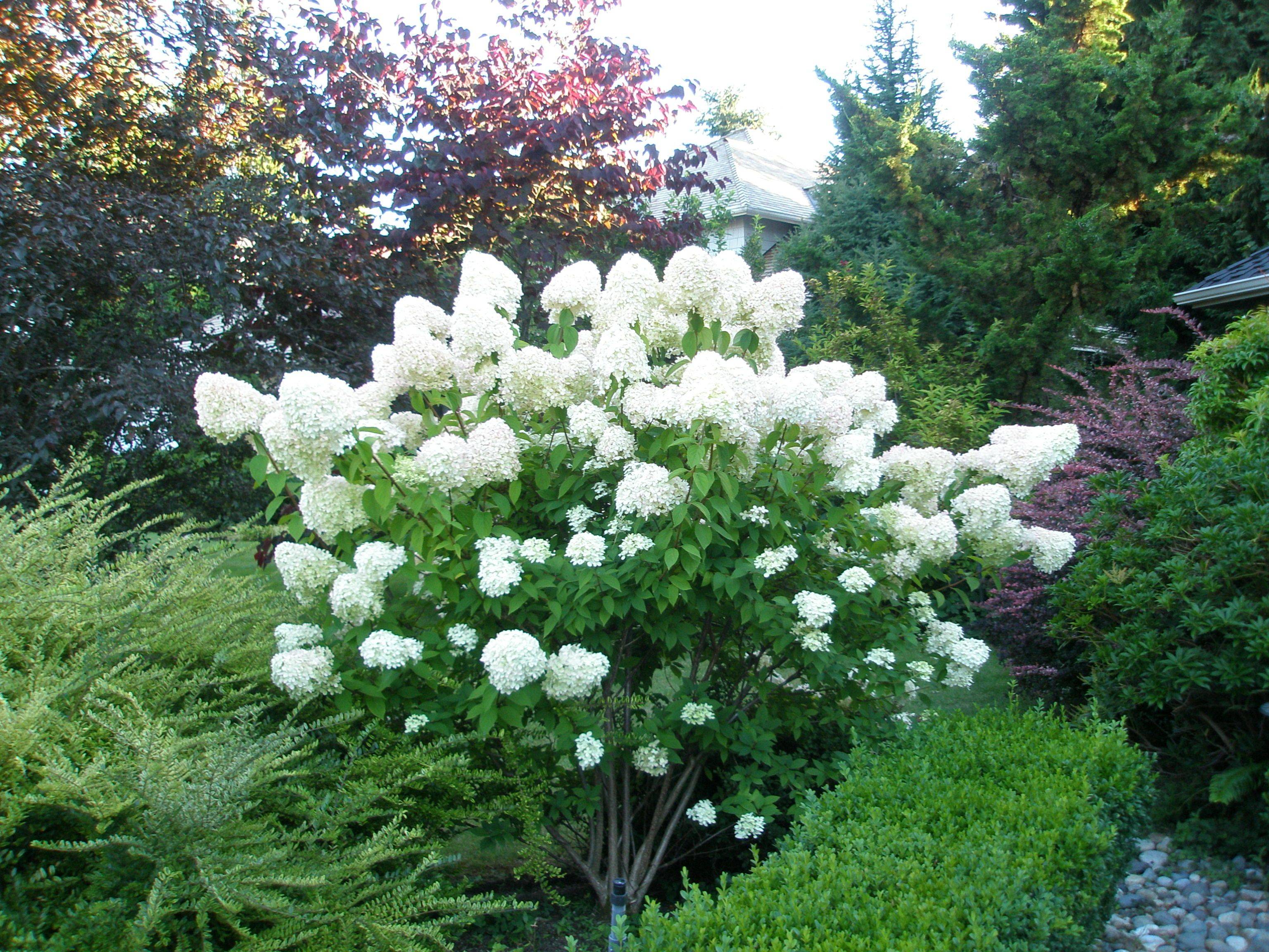 23 Limelight Hydrangea Garden Design Ideas You Gonna Love | SharonSable