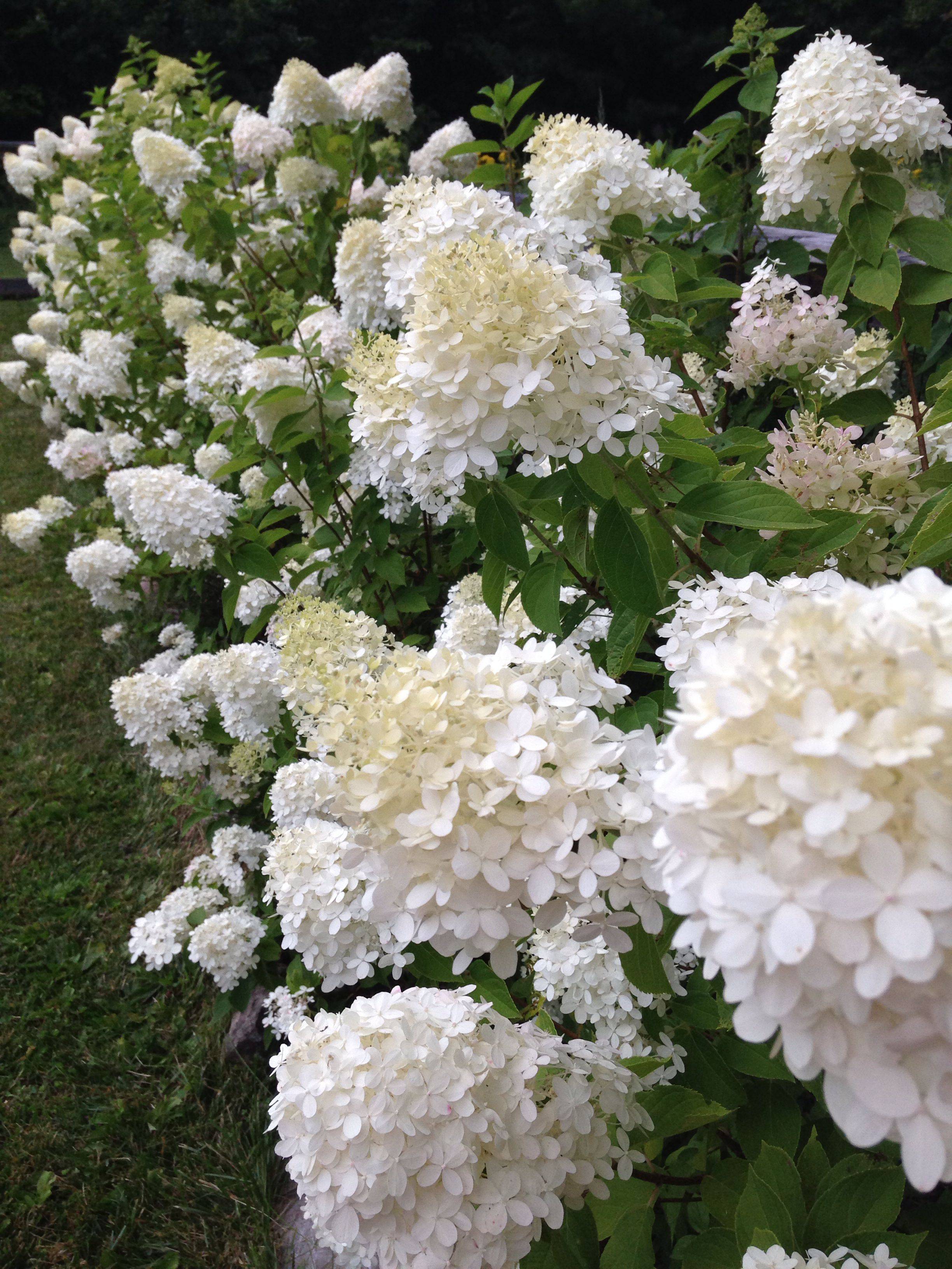 23 Limelight Hydrangea Garden Design Ideas You Gonna Love | SharonSable