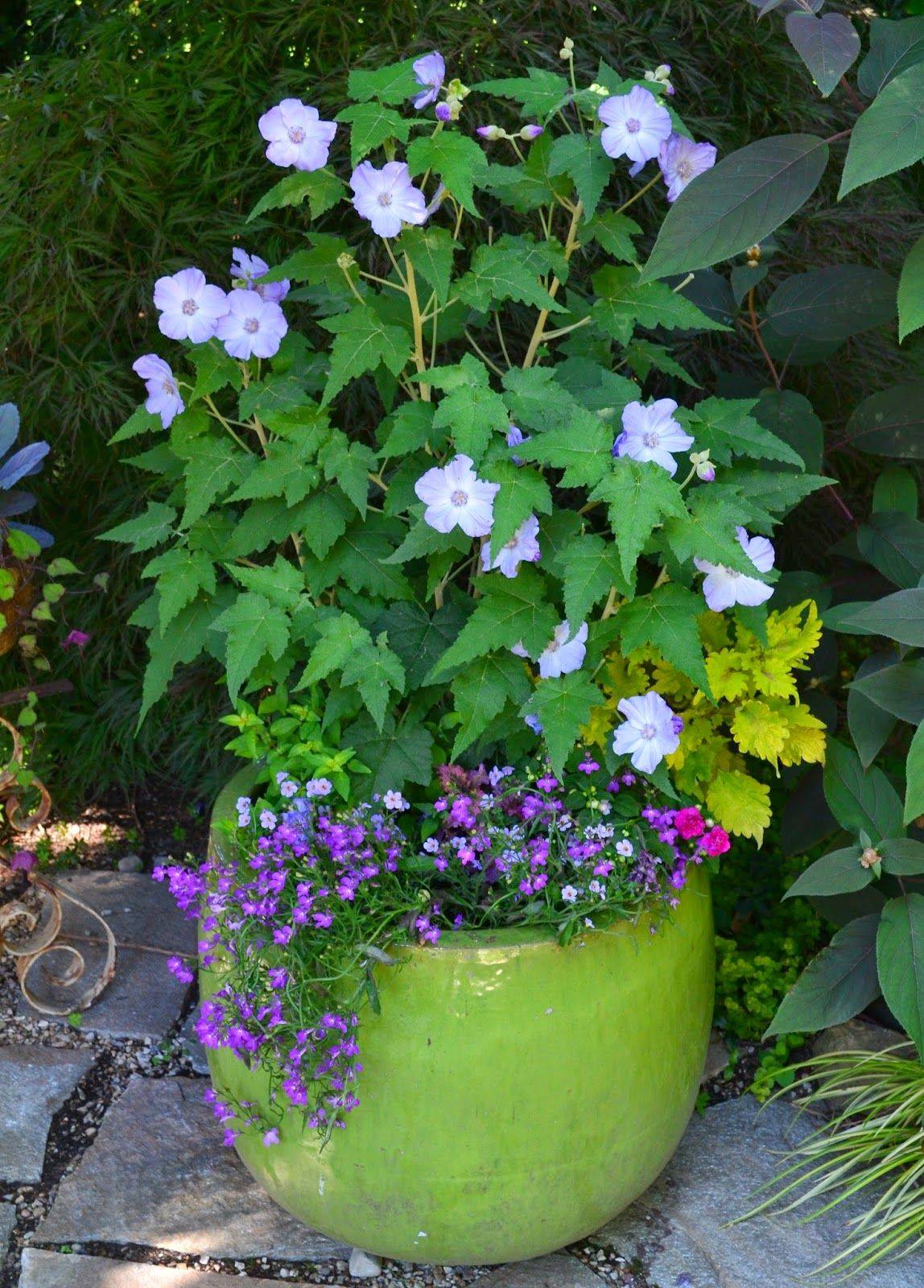 20 Hardy Garden Plants Ideas You Must Look | SharonSable