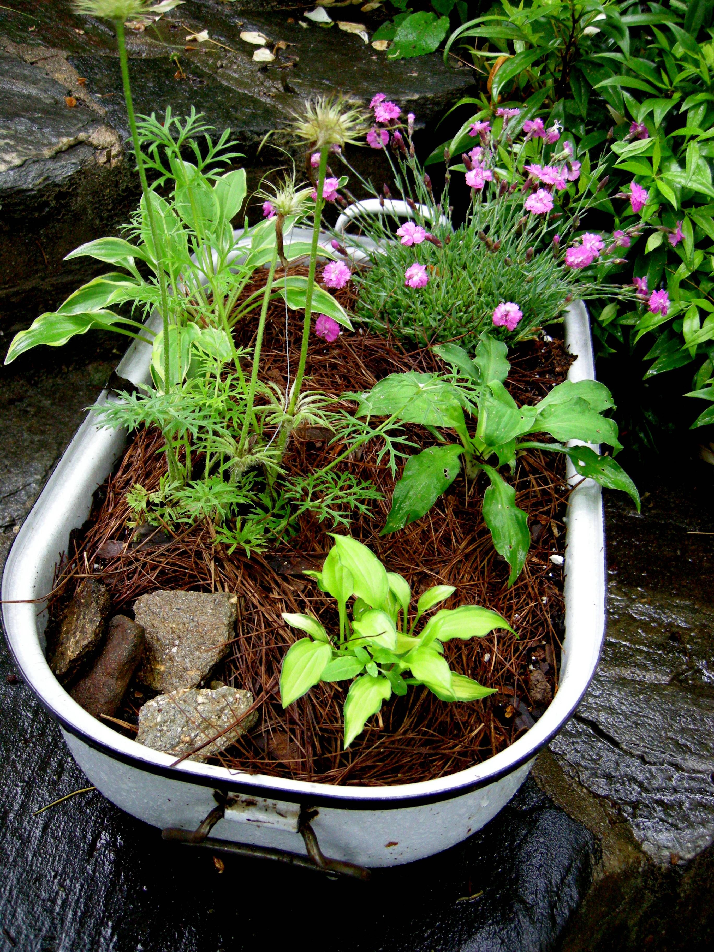24 Shade Plants for Container Gardening with Hostas Ideas You Should ...