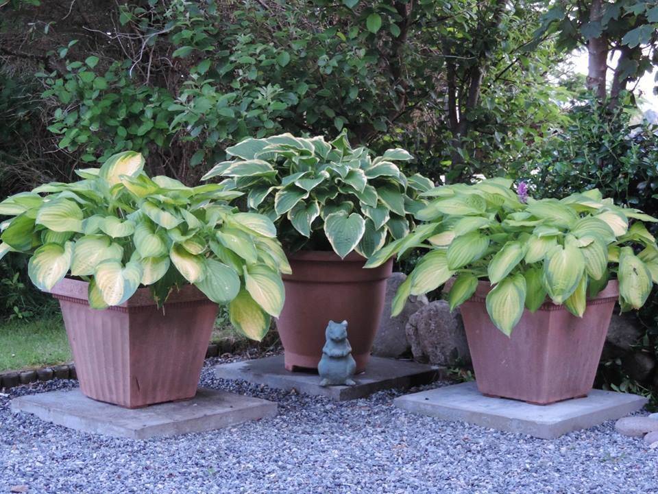 24 Shade Plants for Container Gardening with Hostas Ideas You Should ...