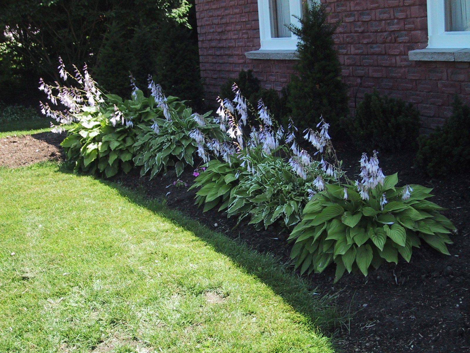 22 Hosta Garden Bed Ideas To Consider | SharonSable