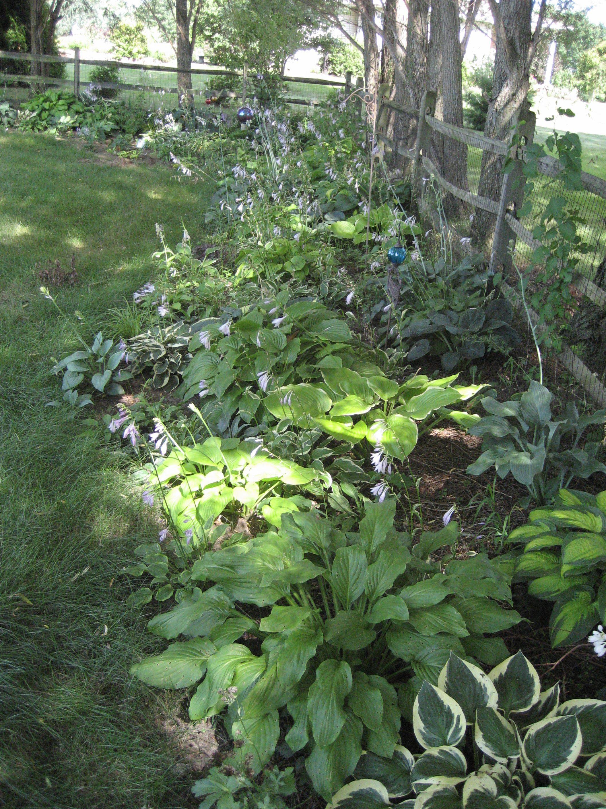 22 Hosta Garden Bed Ideas To Consider | SharonSable
