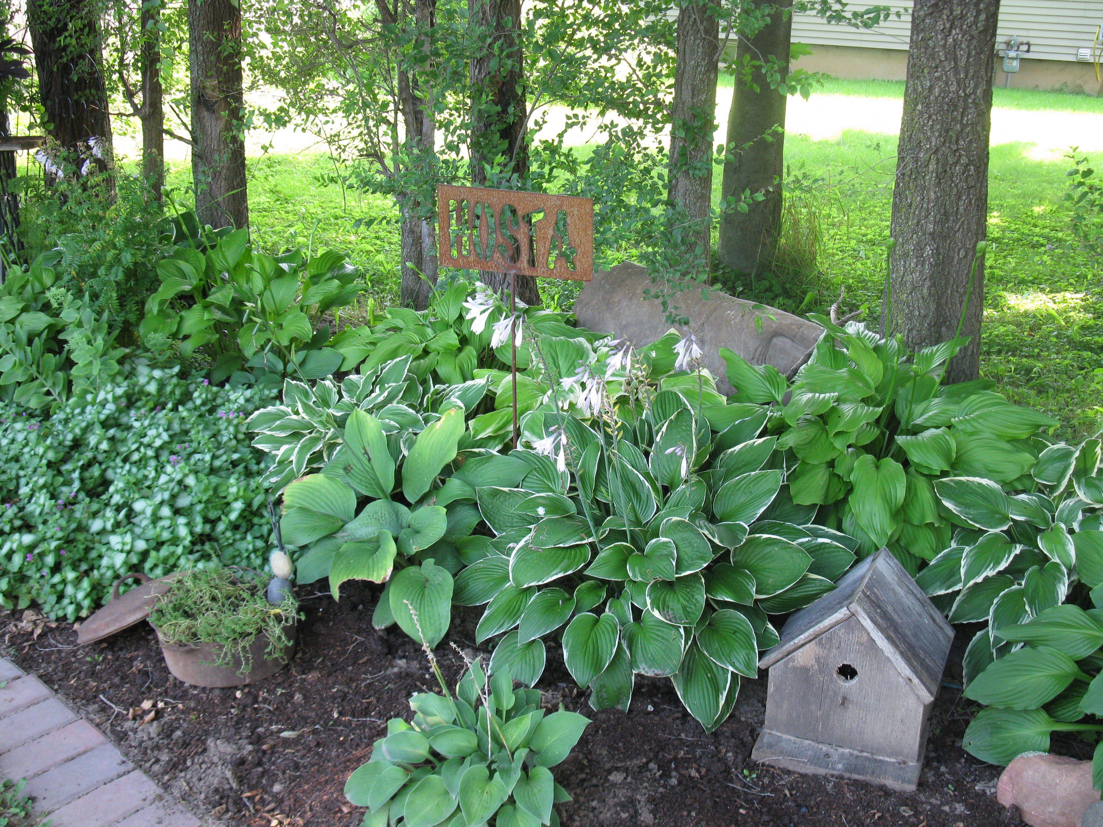 22 Hosta Garden Bed Ideas To Consider | SharonSable