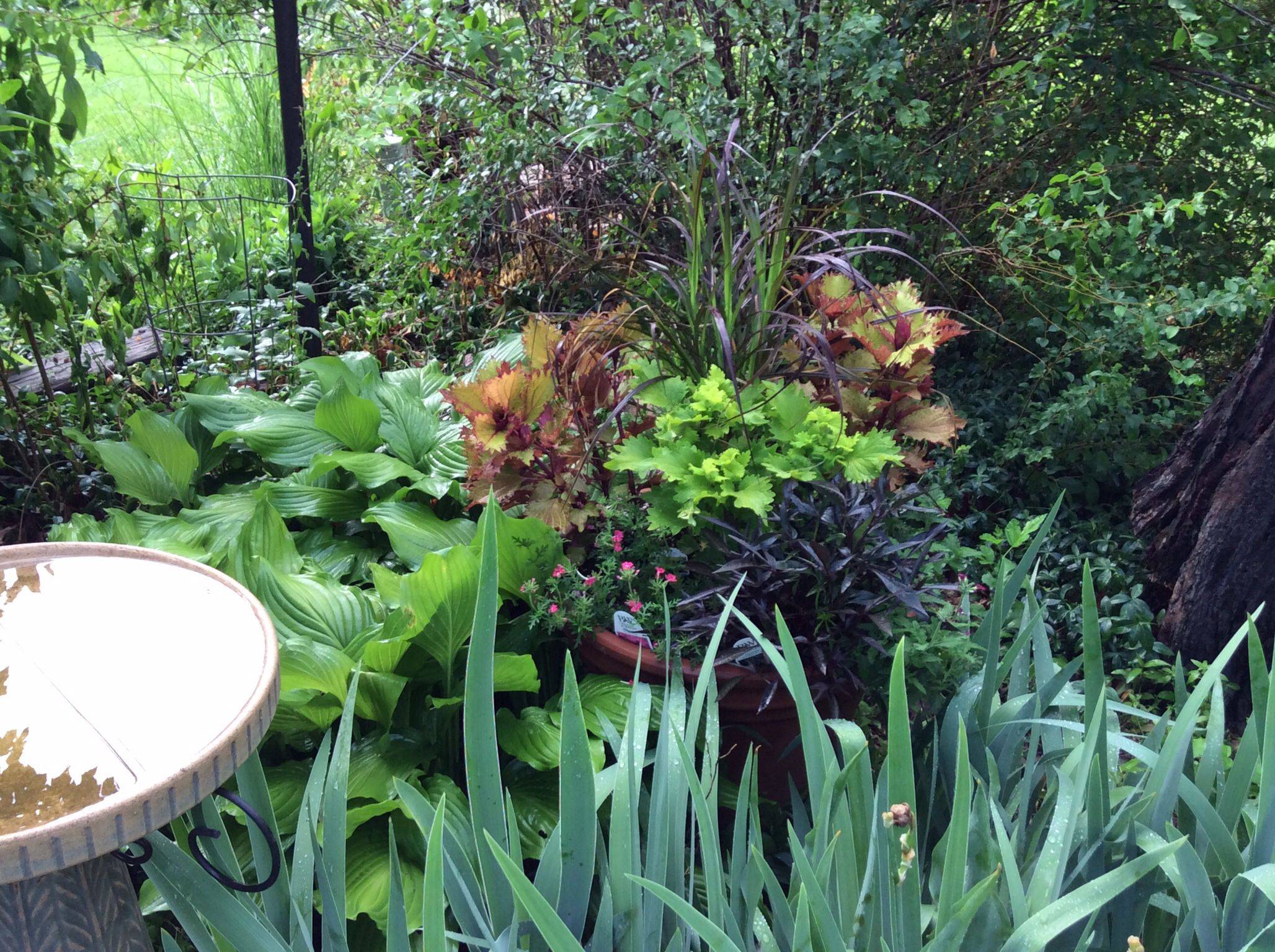 22 Hosta Garden Bed Ideas To Consider | SharonSable