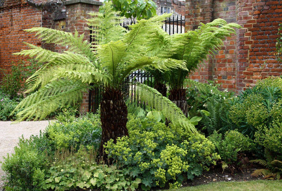 24 Tree Fern Garden Ideas You Must Look | SharonSable