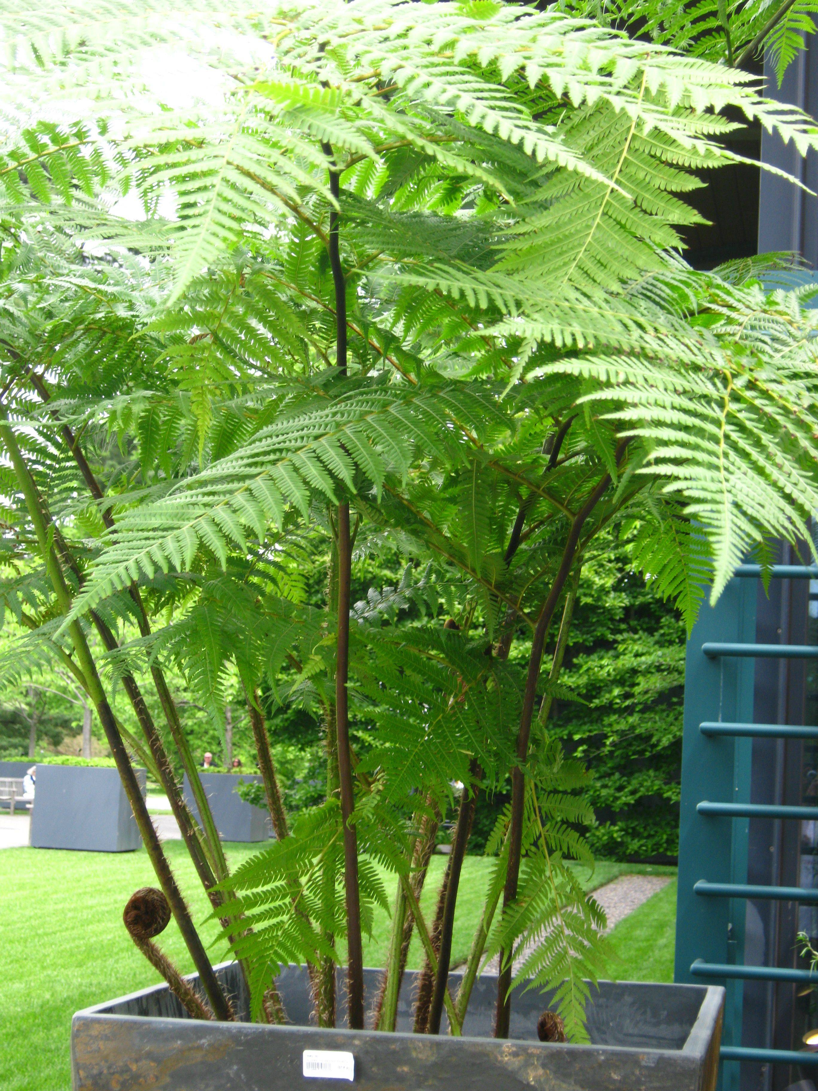 24 Tree Fern Garden Ideas You Must Look | SharonSable