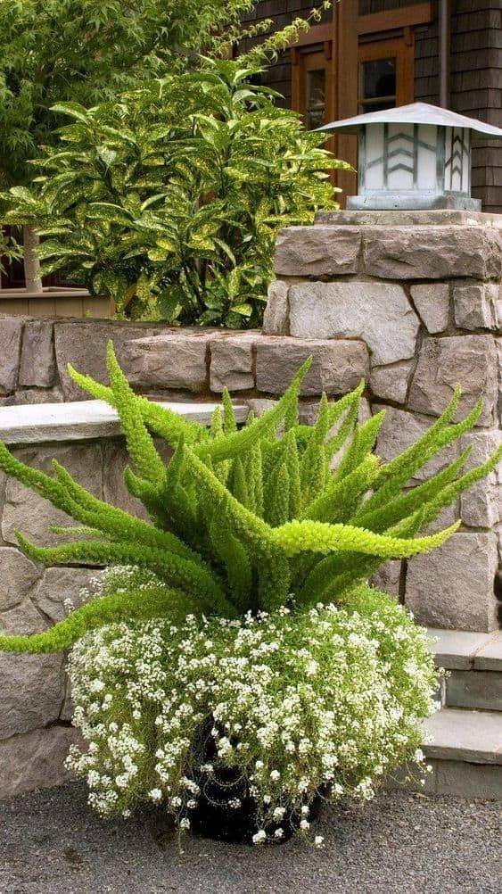 24 Tree Fern Garden Ideas You Must Look | SharonSable