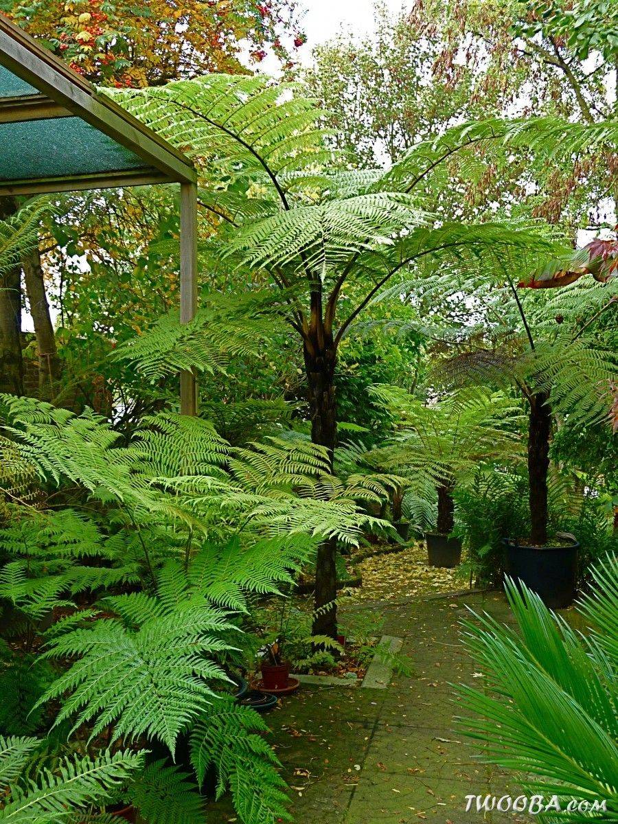 24 Tree Fern Garden Ideas You Must Look | SharonSable