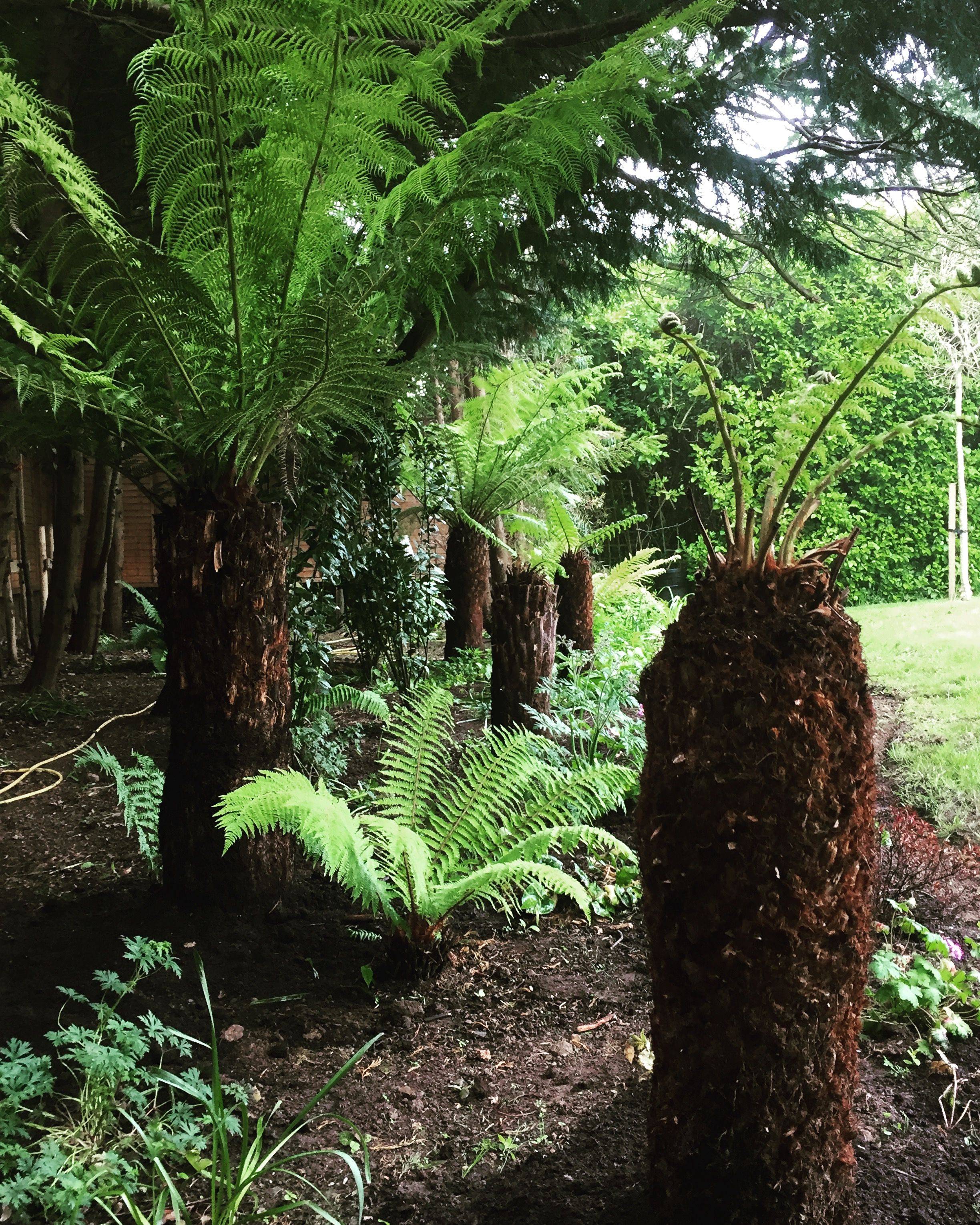 24 Tree Fern Garden Ideas You Must Look | SharonSable