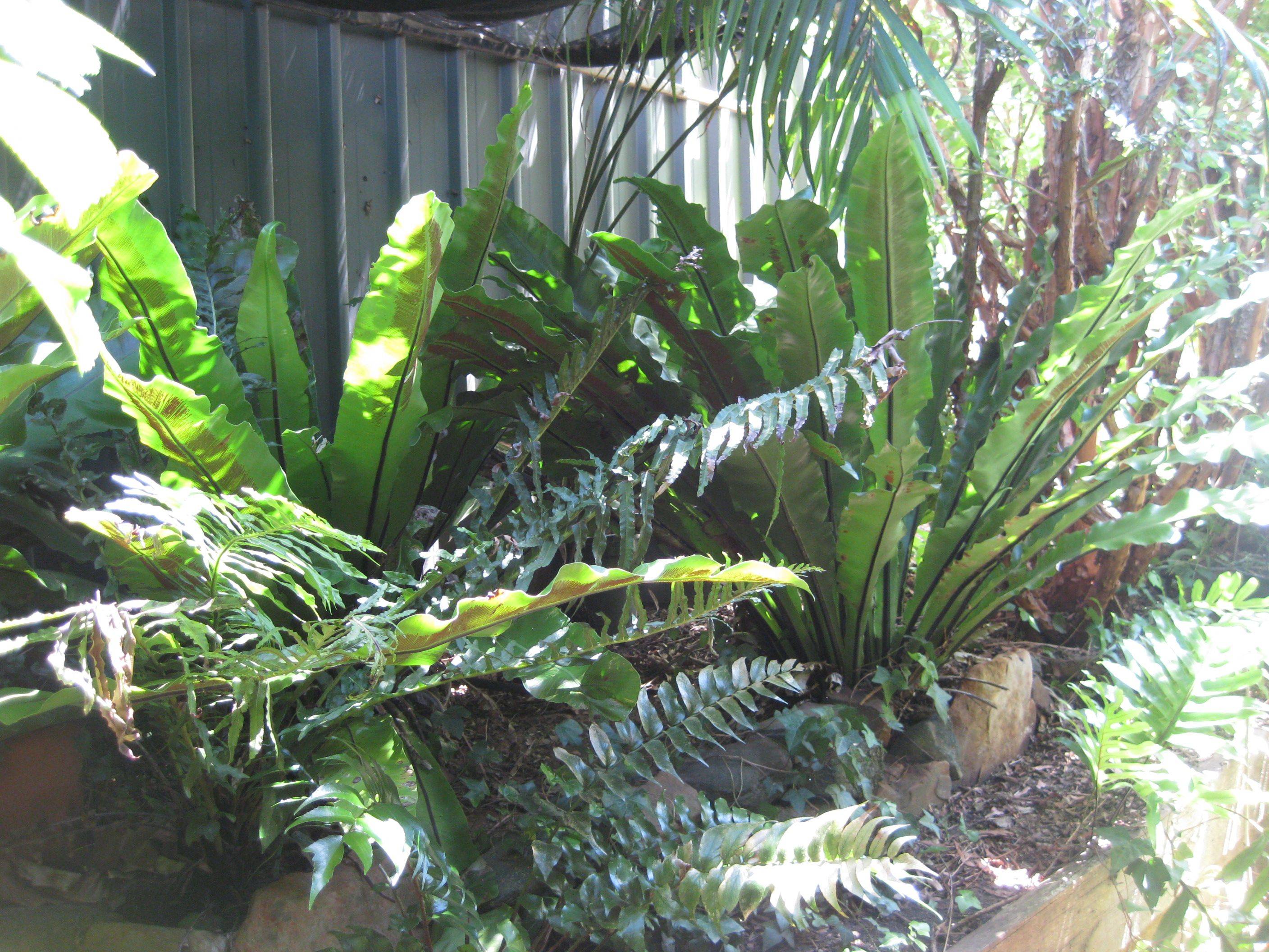 22 Outdoor Fern Garden Ideas You Must Look | SharonSable