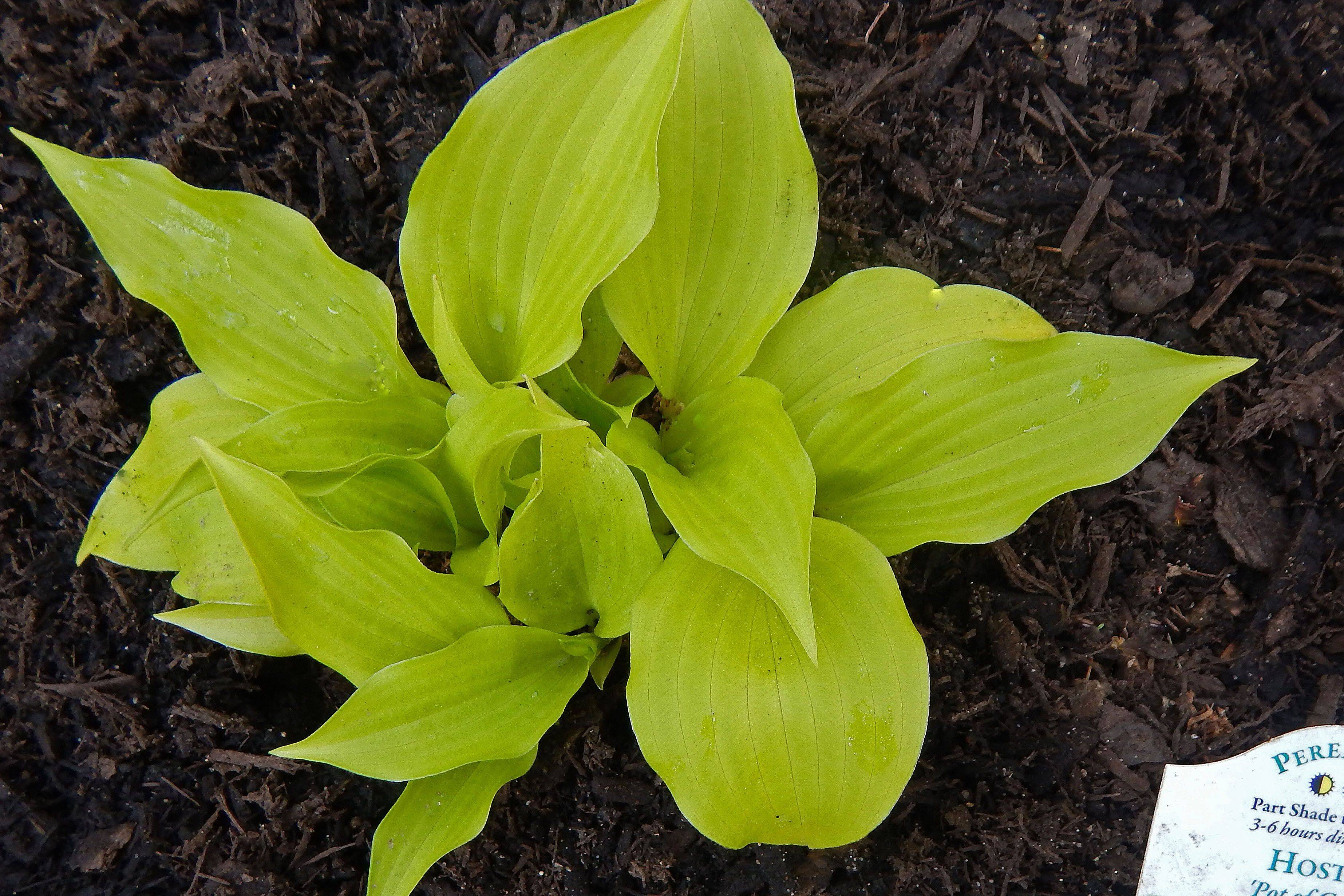 23 Giant Hosta Garden Ideas You Should Look | SharonSable