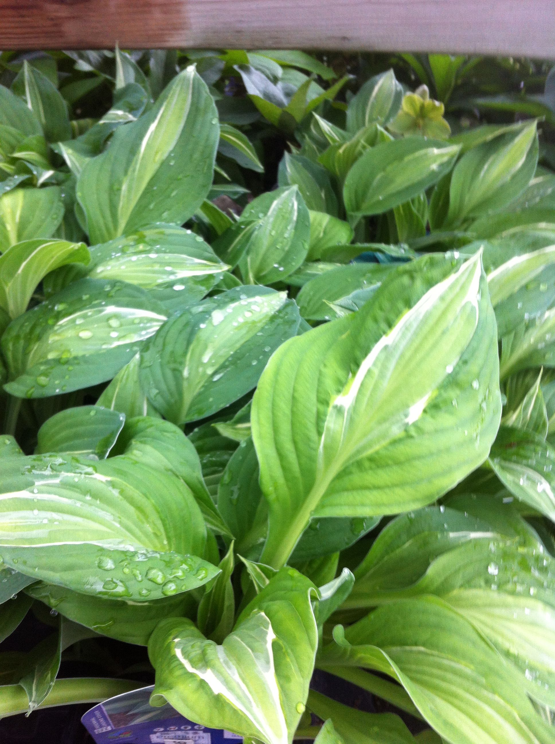 23 Giant Hosta Garden Ideas You Should Look | SharonSable