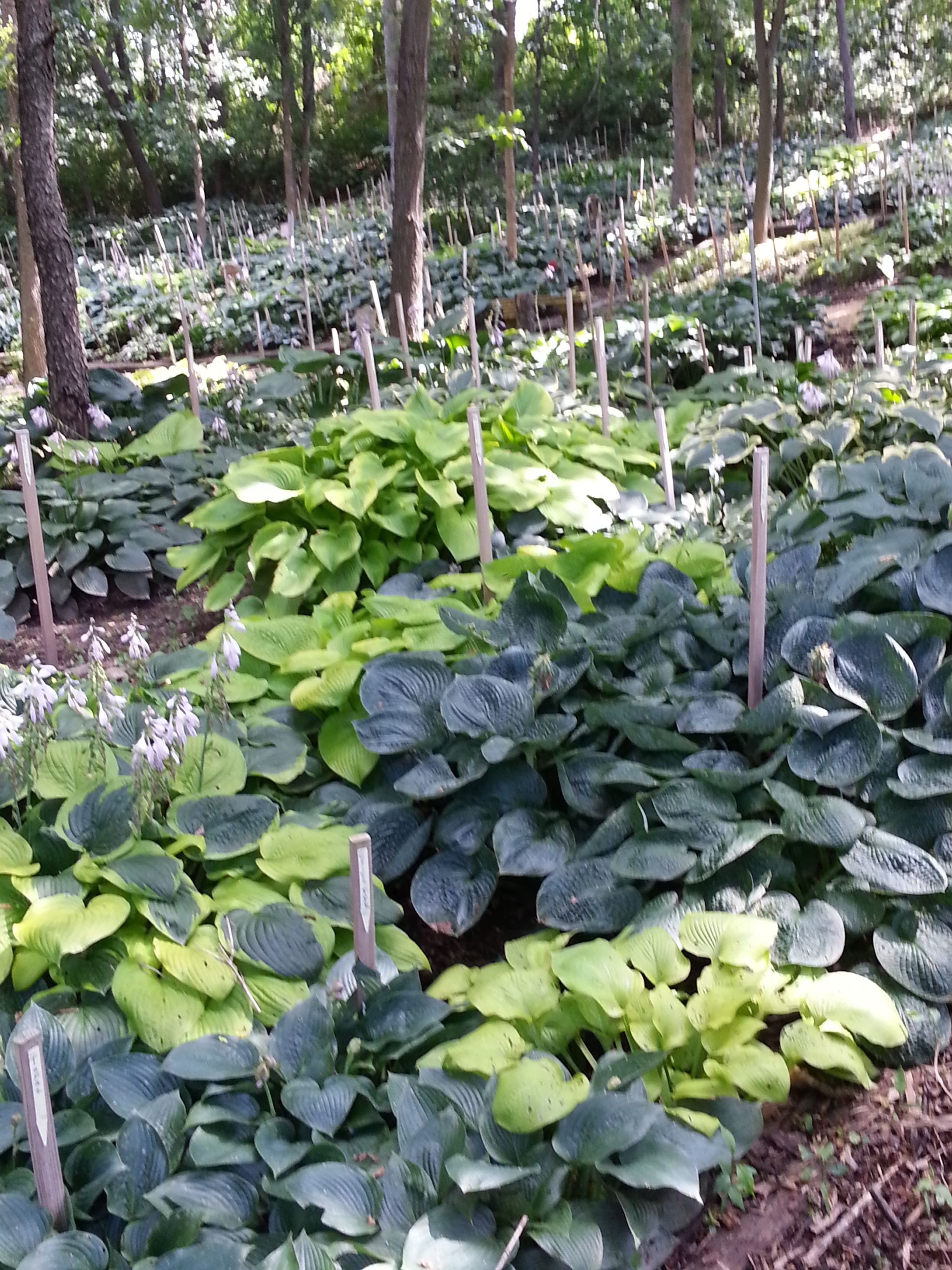 23 Giant Hosta Garden Ideas You Should Look | SharonSable