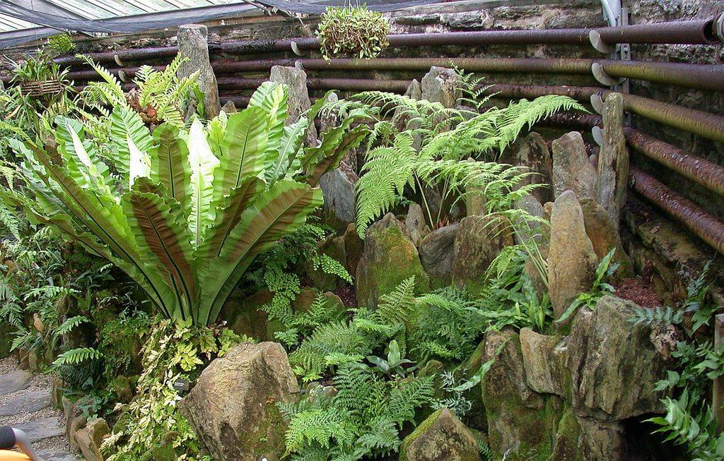 24 Small Fern Garden Ideas You Cannot Miss | SharonSable