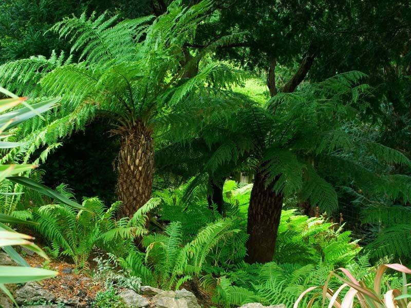 24 Small Fern Garden Ideas You Cannot Miss | SharonSable