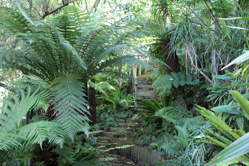 24 Small Fern Garden Ideas You Cannot Miss | SharonSable