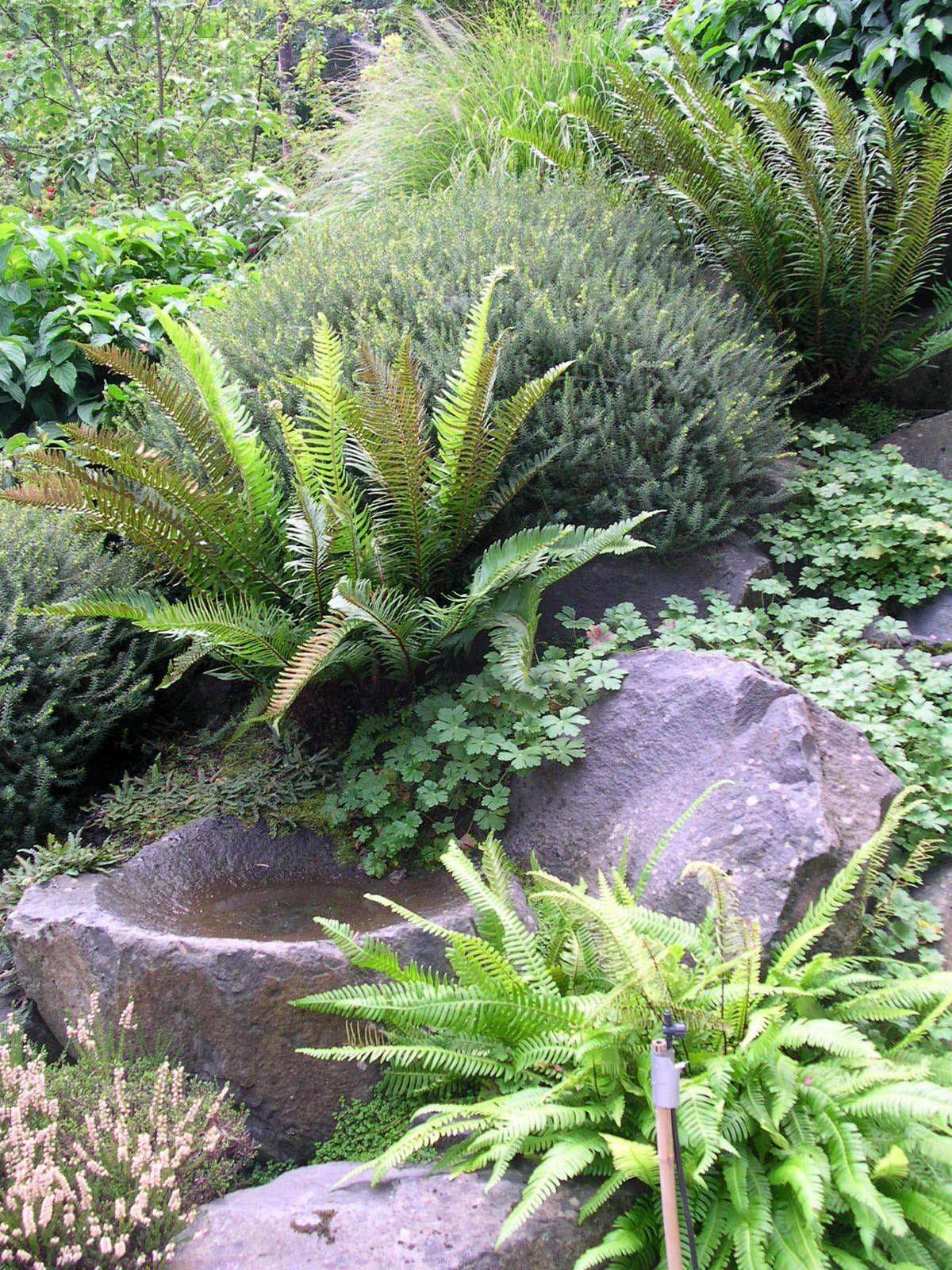 24 Small Fern Garden Ideas You Cannot Miss | SharonSable