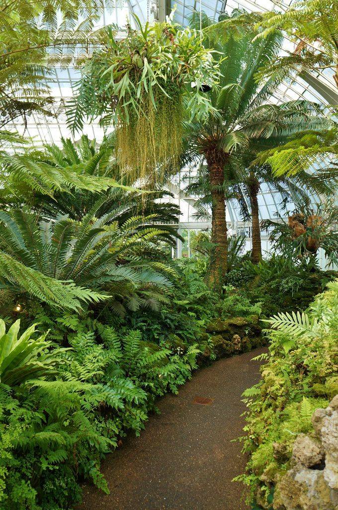 24 Small Fern Garden Ideas You Cannot Miss | SharonSable