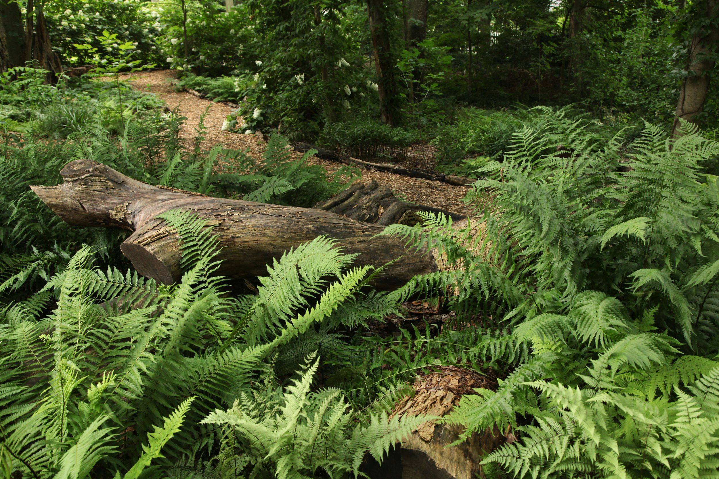 20 Gallery of Fern Garden Ideas You Should Check | SharonSable