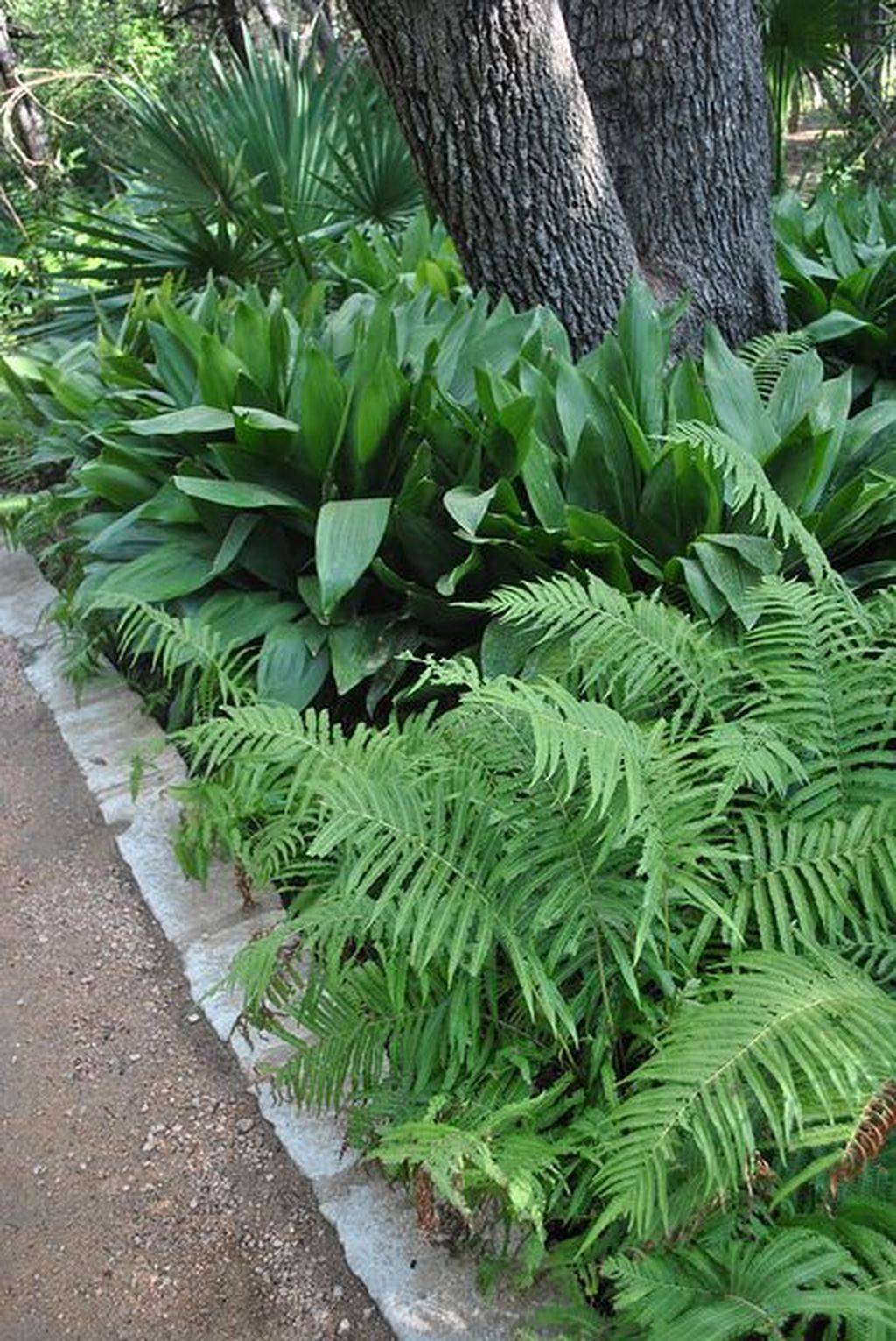 20 Gallery of Fern Garden Ideas You Should Check | SharonSable