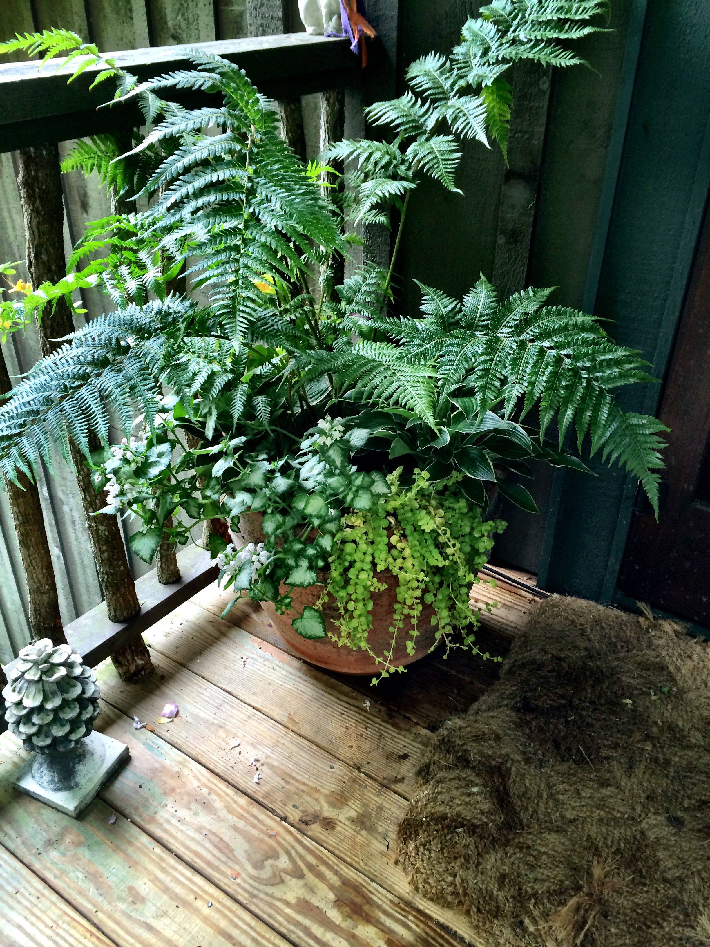 20 Creating a Fern Garden Ideas You Should Check | SharonSable